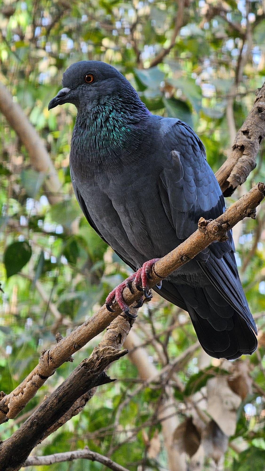 Pigeon Bird Shoot S23 Ultra - Samsung Members