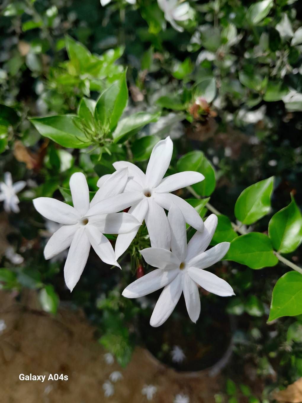 Flower - Samsung Members