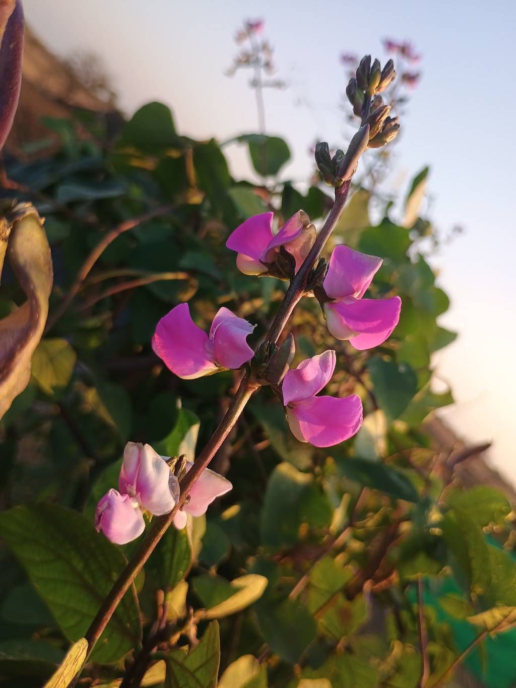 Today Click - Samsung Members