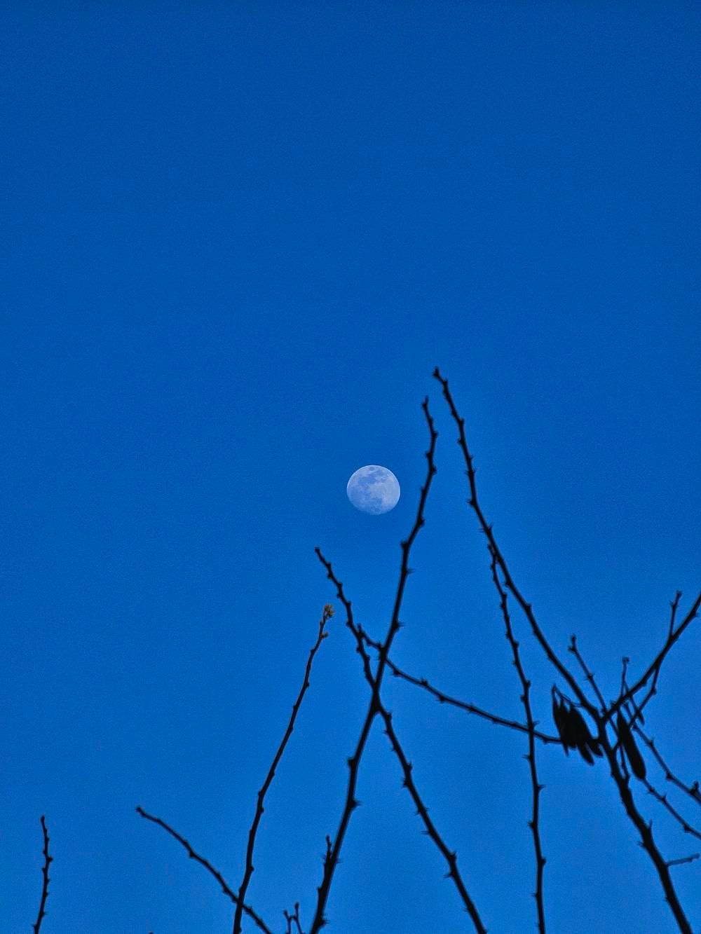 Galaxy S23 Ultra with Moon Photography - Samsung Members