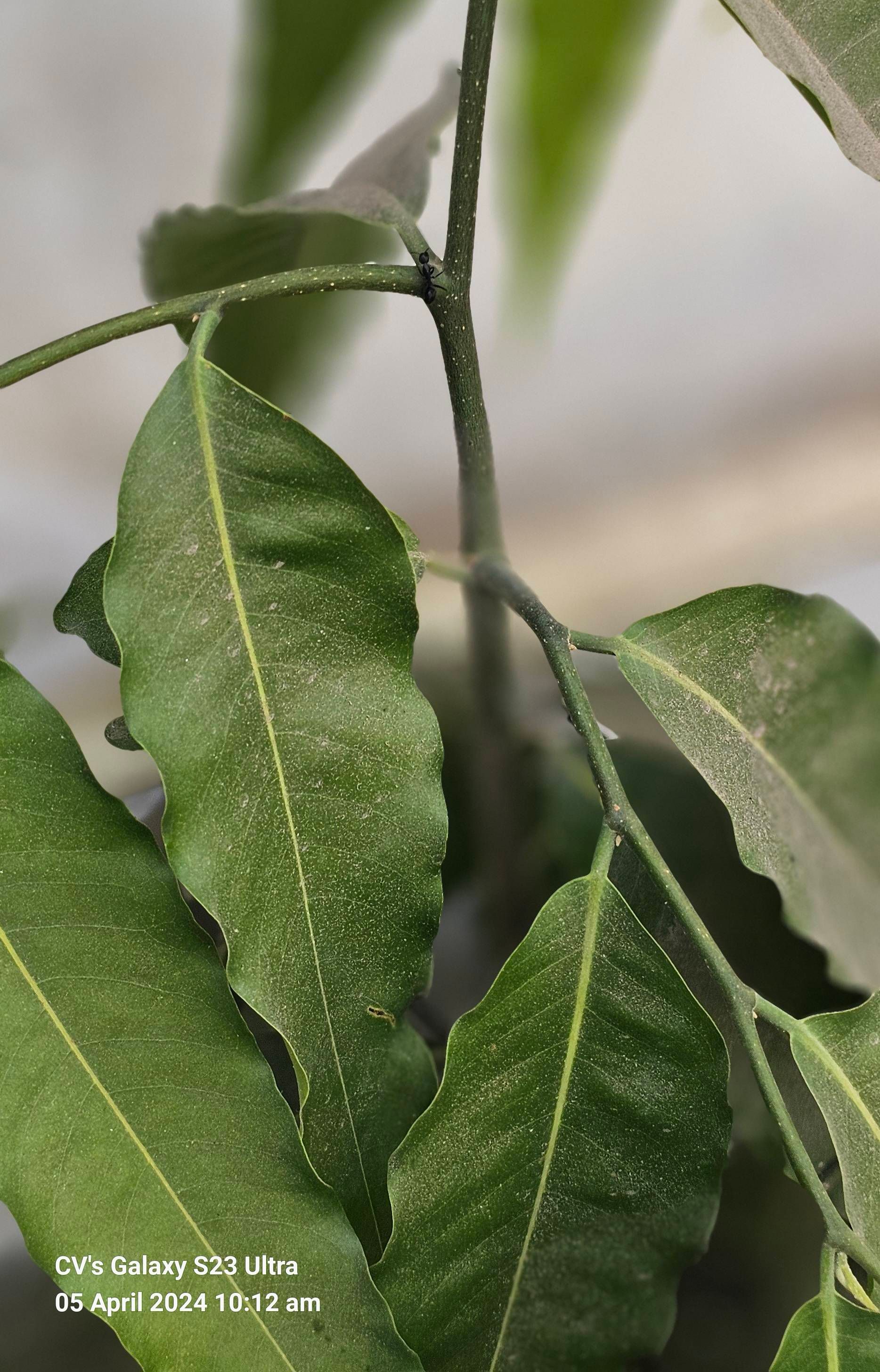 Leaf and big ant !!! - Samsung Members