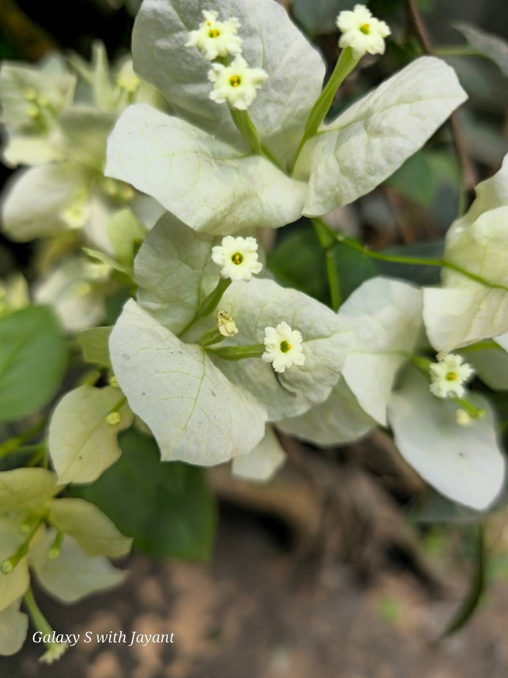 The worst camera phone with so hipe s24 ultra - Samsung Members