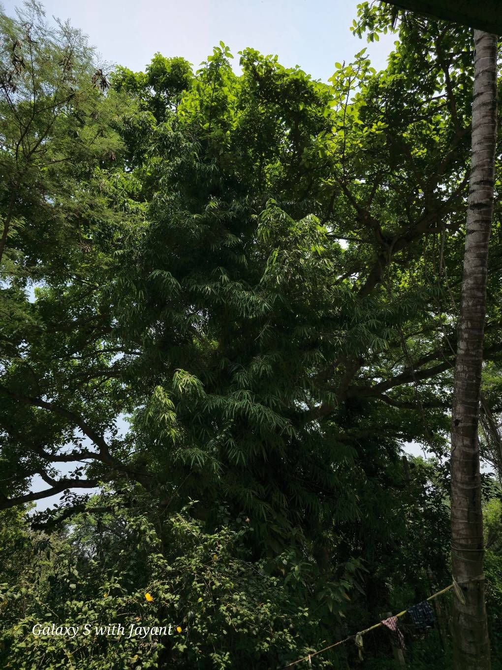 The worst camera phone with so hipe s24 ultra - Samsung Members