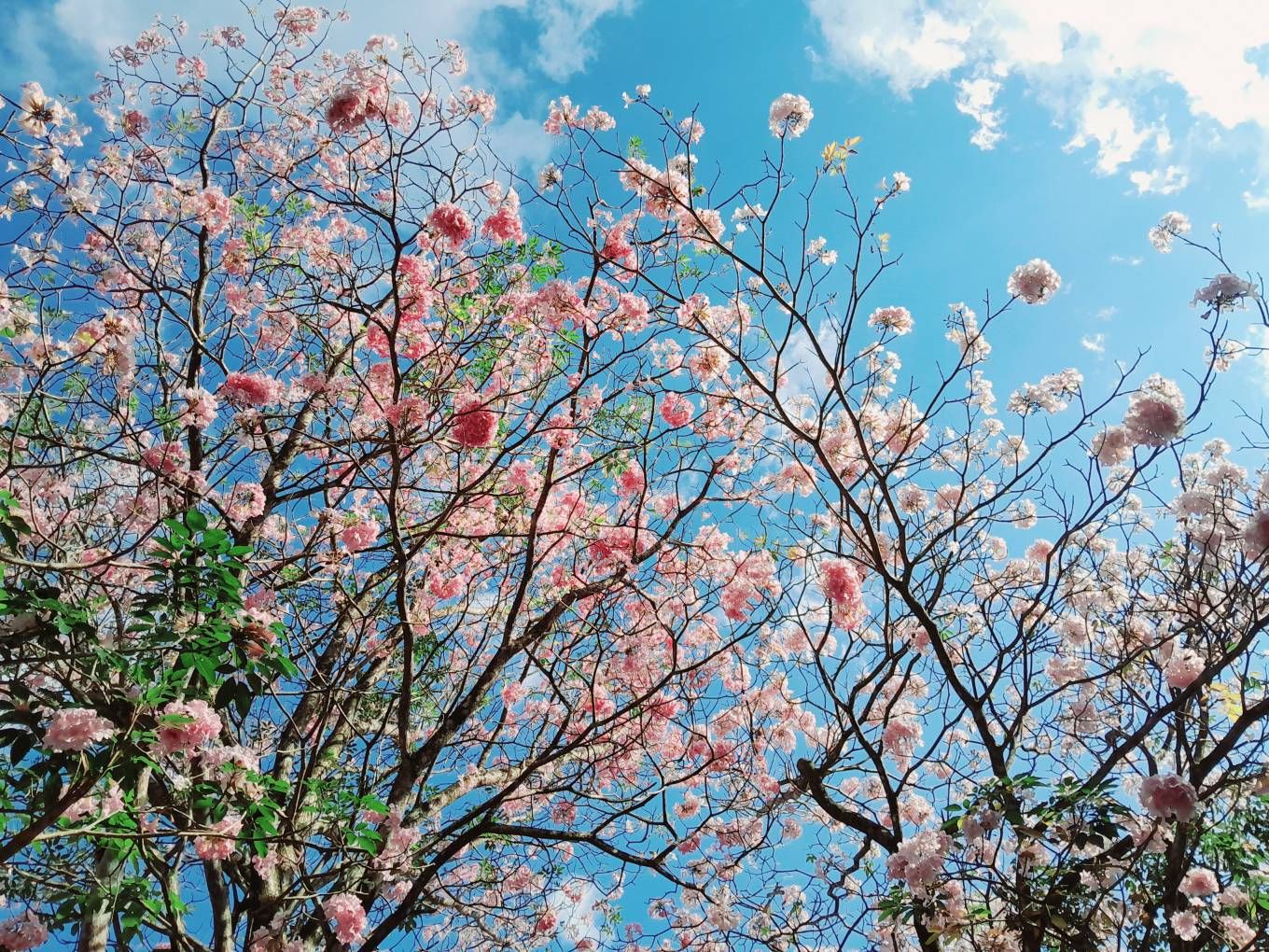 Robarosia Tree - Kandy,Srilanka - Samsung Members