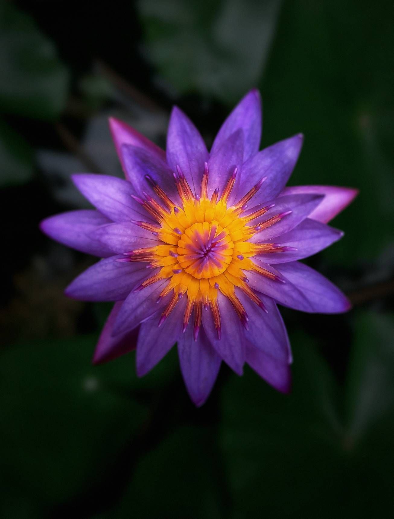 Beauty of Lily Familiar - Samsung Members