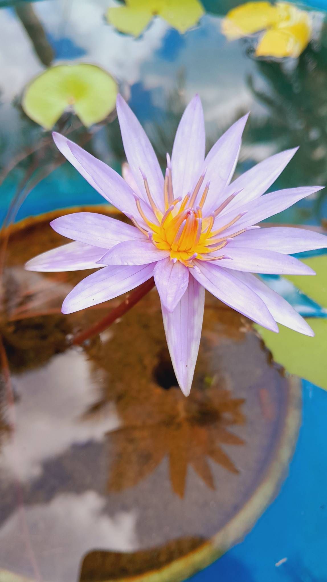 The Lotus Flower - Samsung Members