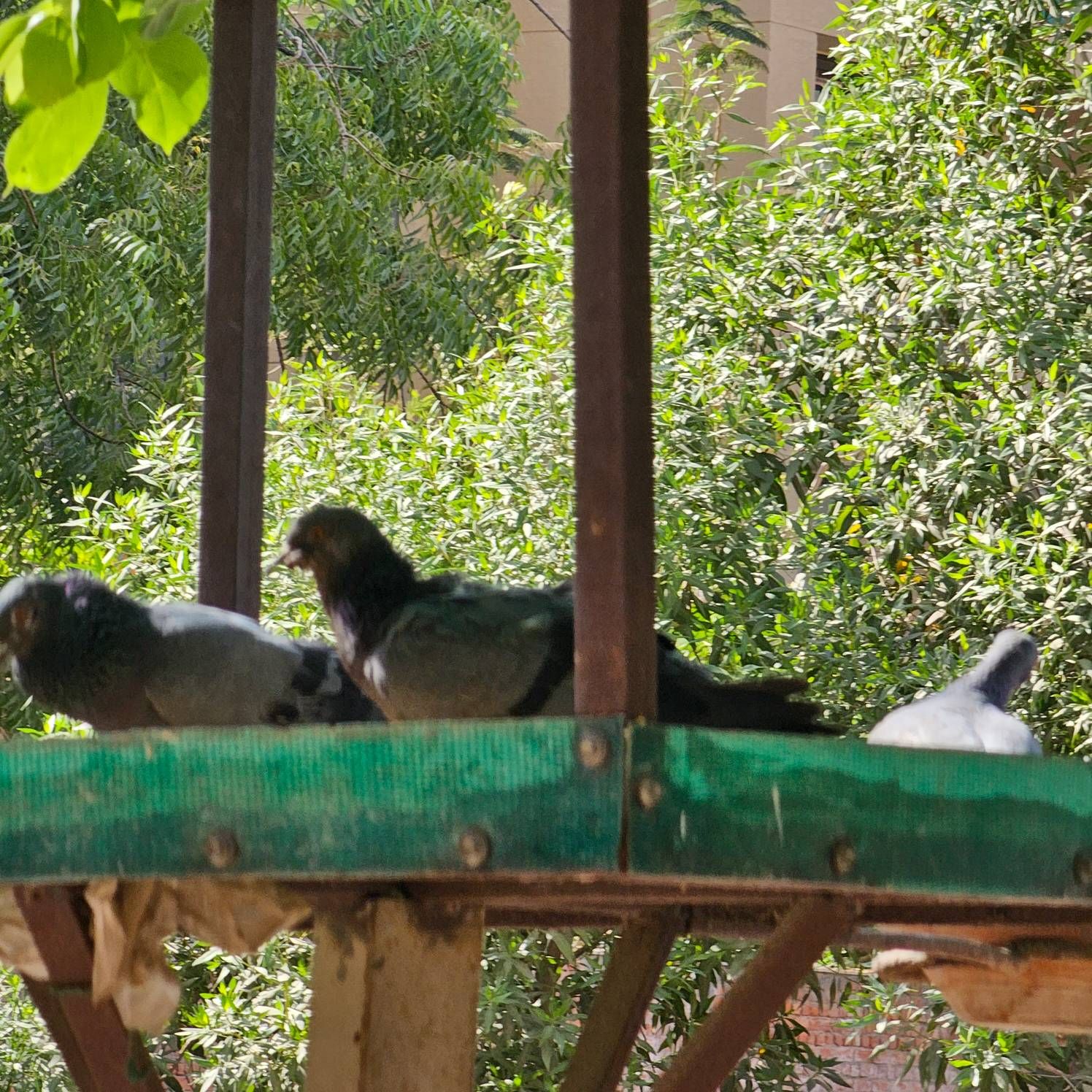 Made shelter for birds in summer. Har Har Mahadev - Samsung Members