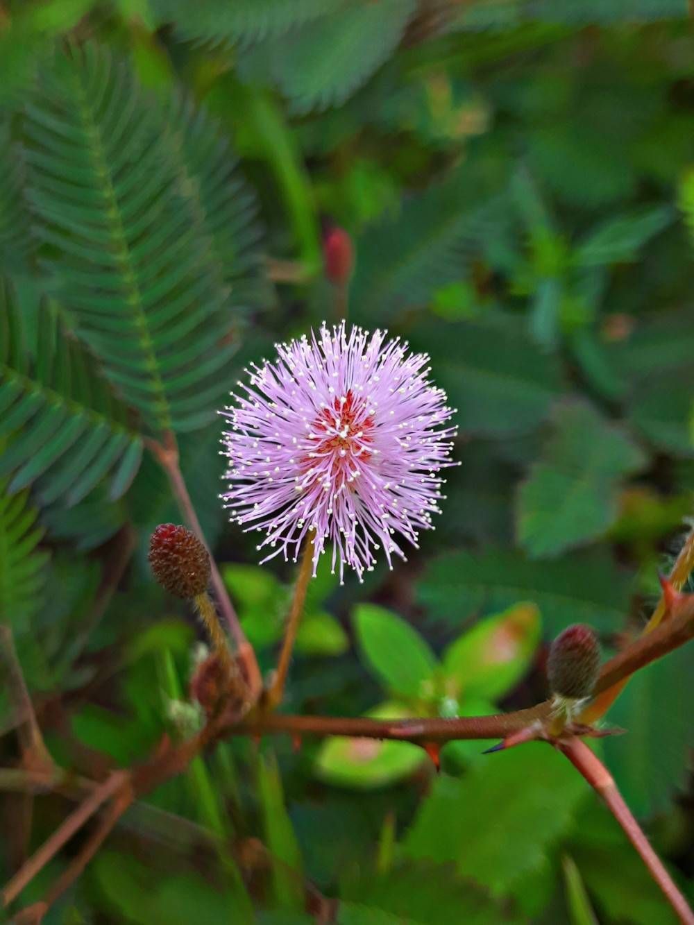 Flower of Touch me not plant ☘️☘️.. - Samsung Members