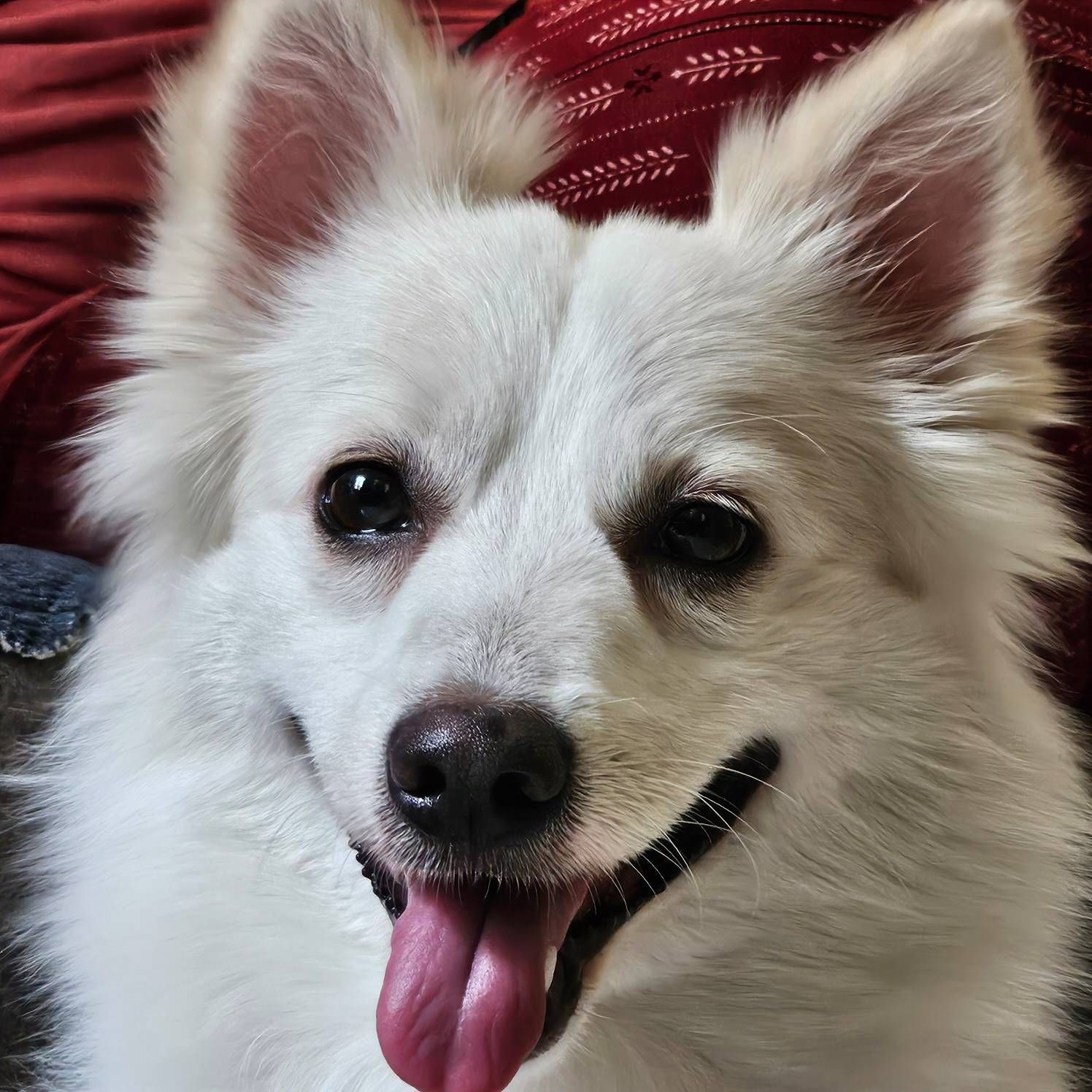 Goodnight Humans - Samsung Members