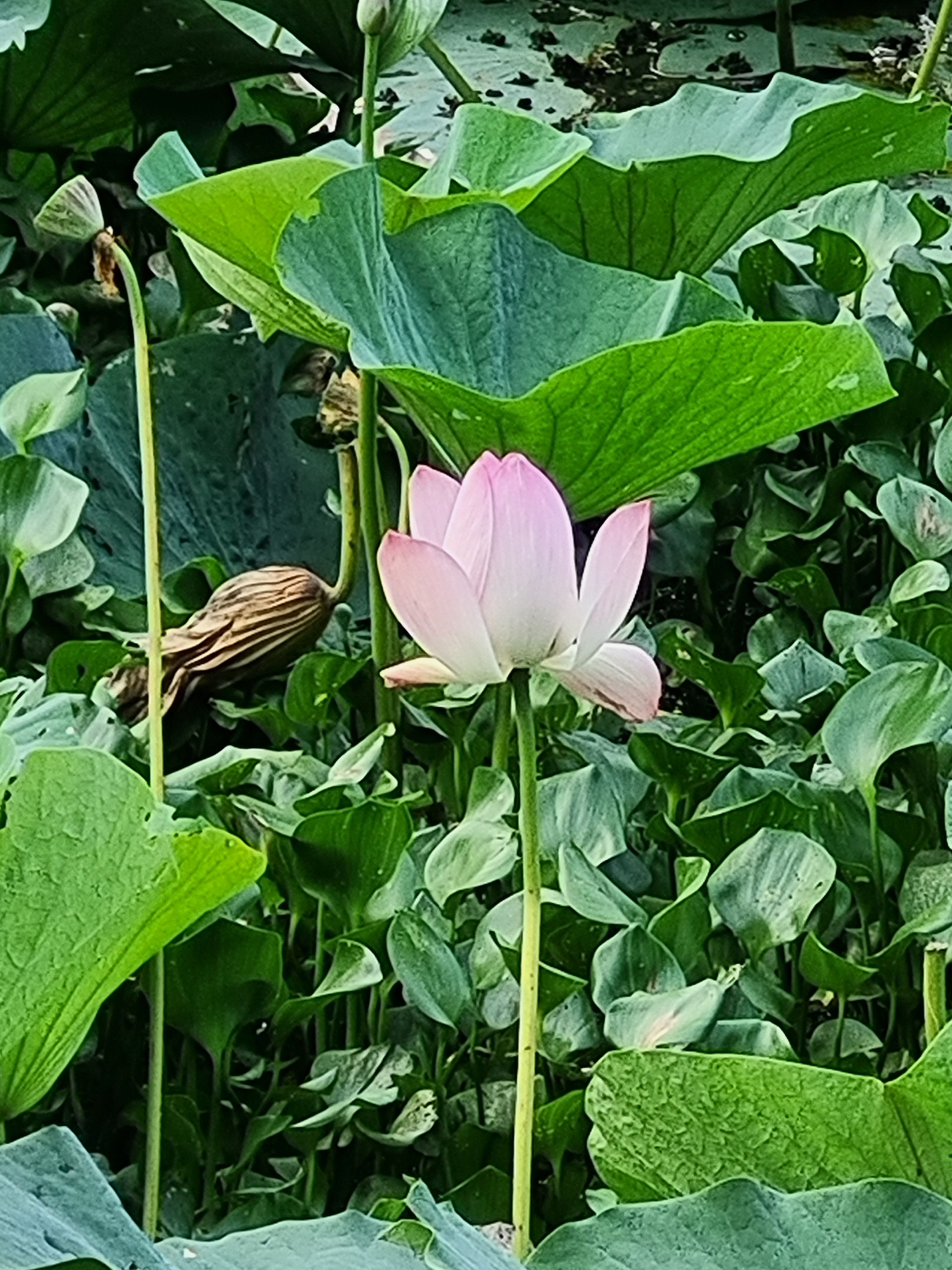 Water Lily - Samsung Members