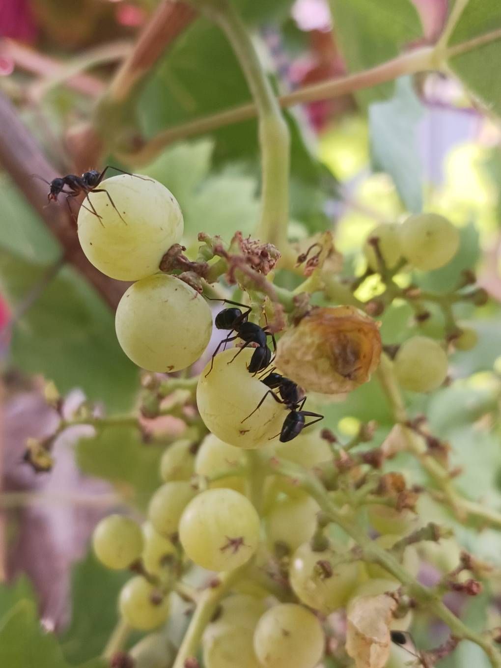 Growing Grapes 🍇 with Ants 🐜 - Samsung Members