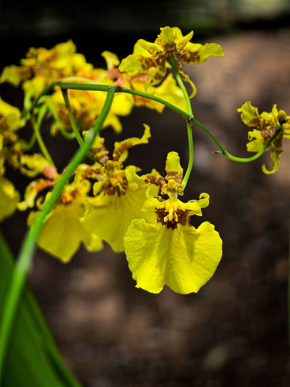 Kandyan Dance Flower 🕺🌼 - Samsung Members