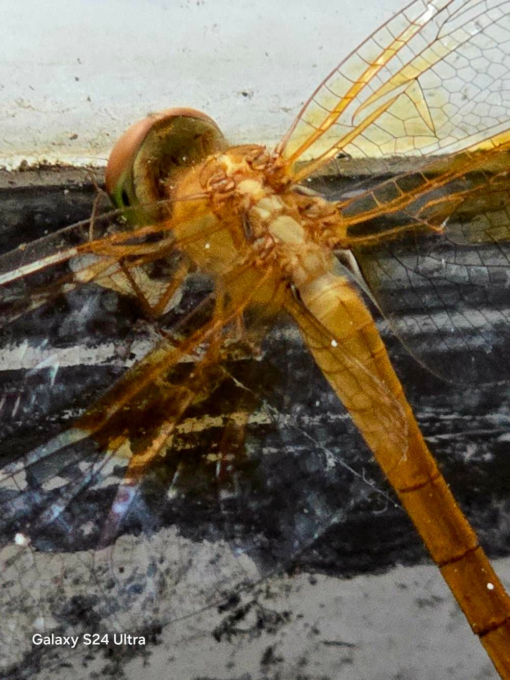 Zoom insect - Samsung Members