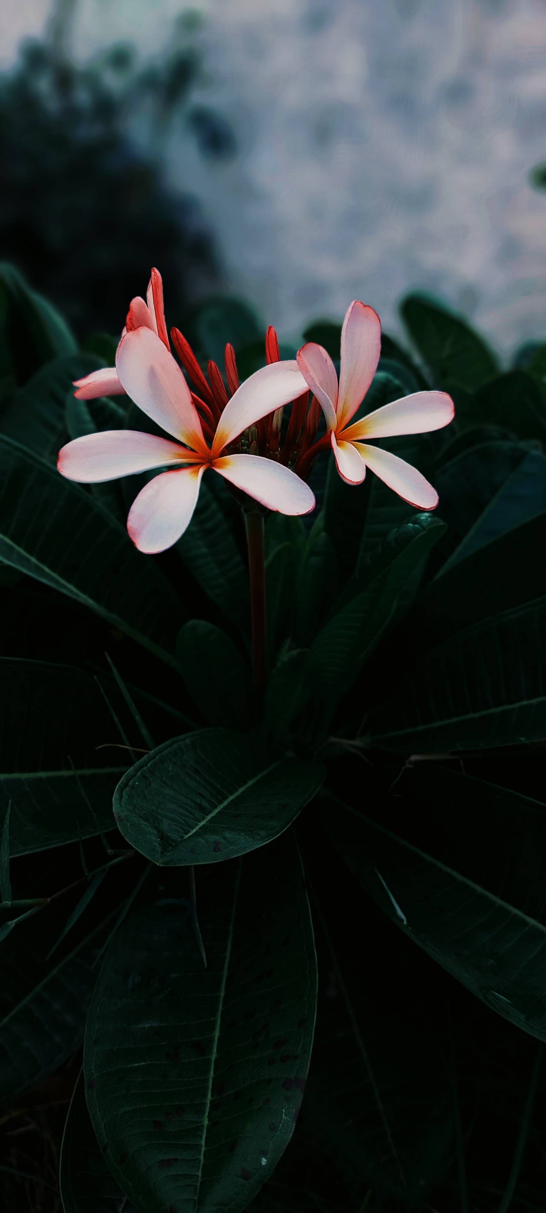 Innovation Lab on MDE: "Quick Share" your ideas wi... - Samsung Members