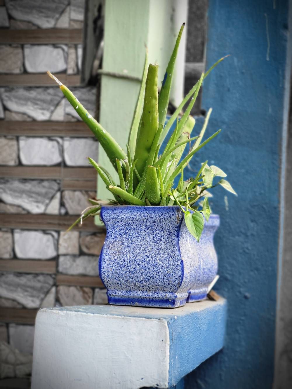 Alovera picture 📸 - Samsung Members