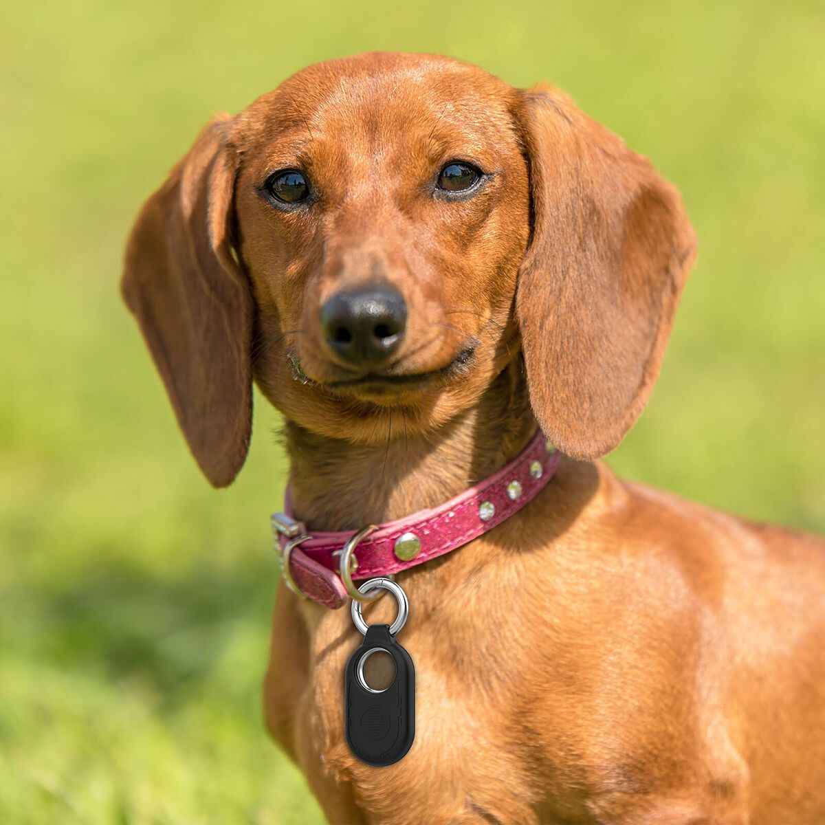 Can You Use a Samsung Smart Tag on a Dog? - Samsung Members