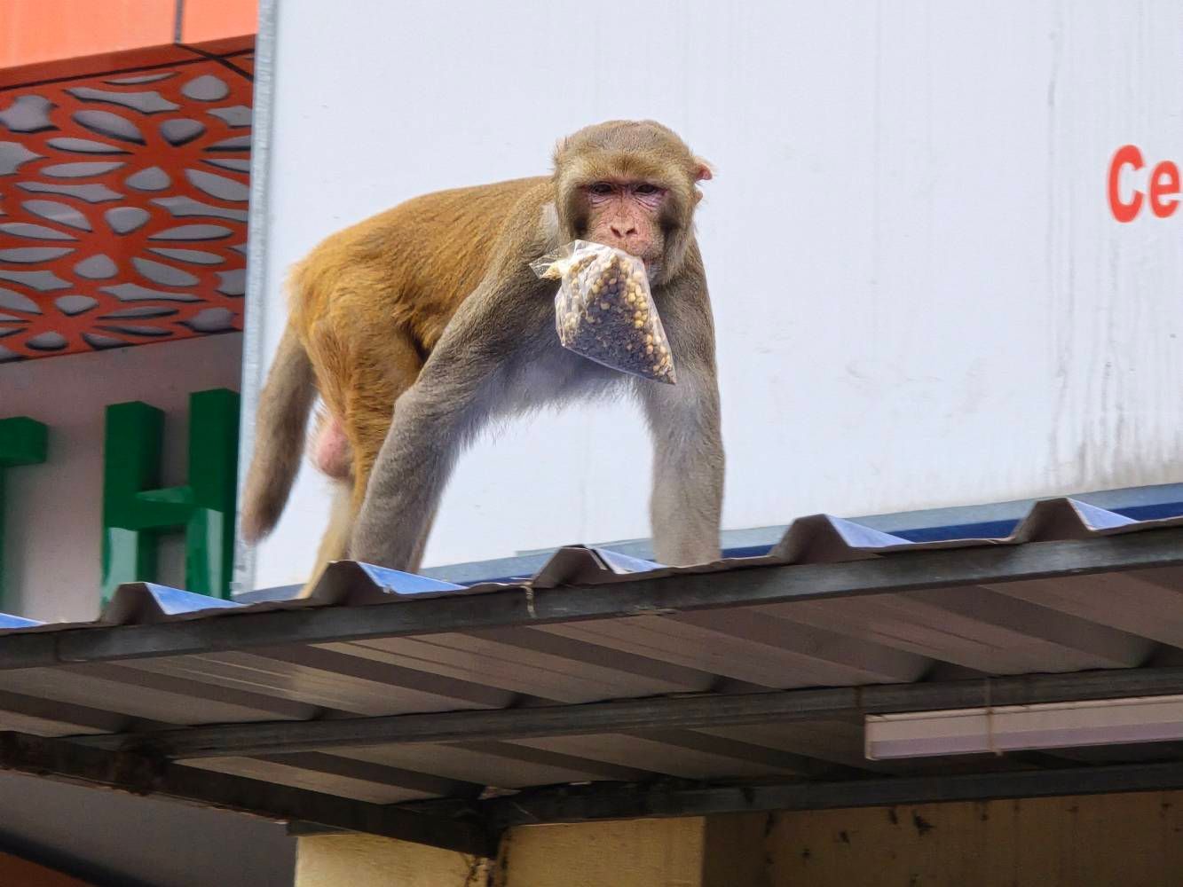 Monkey 30X Zoom S24 Ultra - Samsung Members