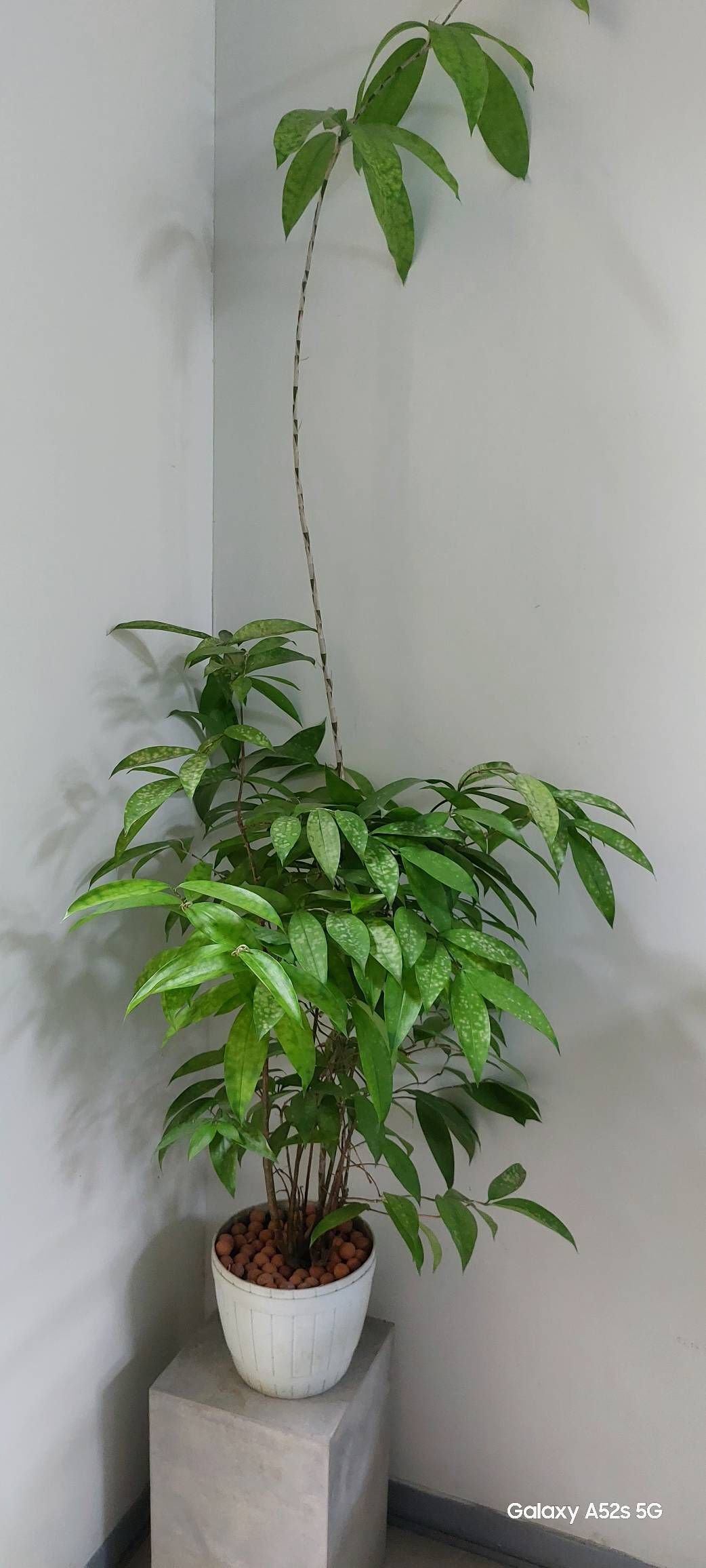 Hloo - Samsung Members