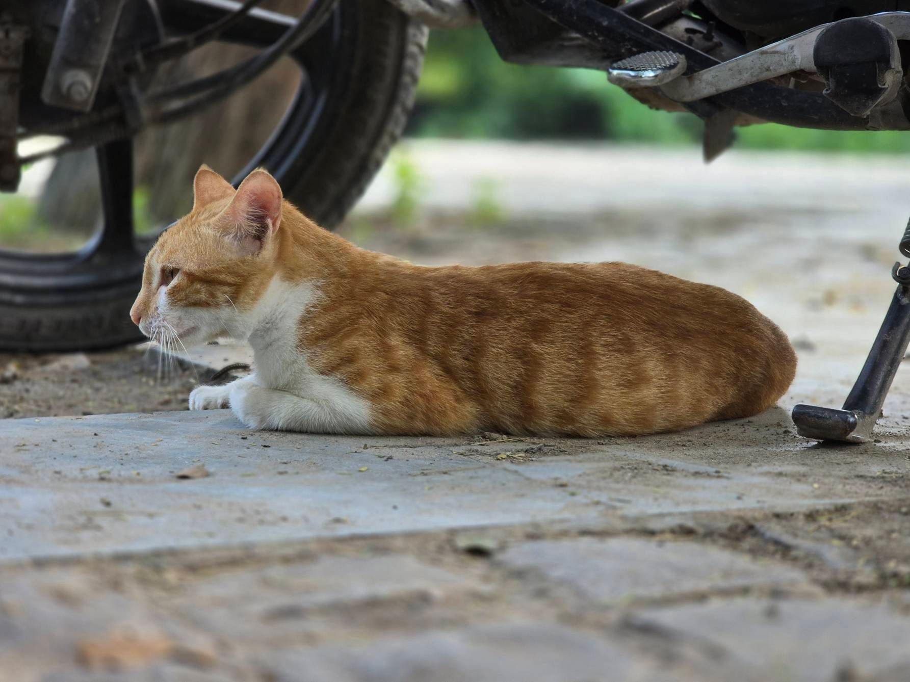 Cats : Fast & Furry - Samsung Members