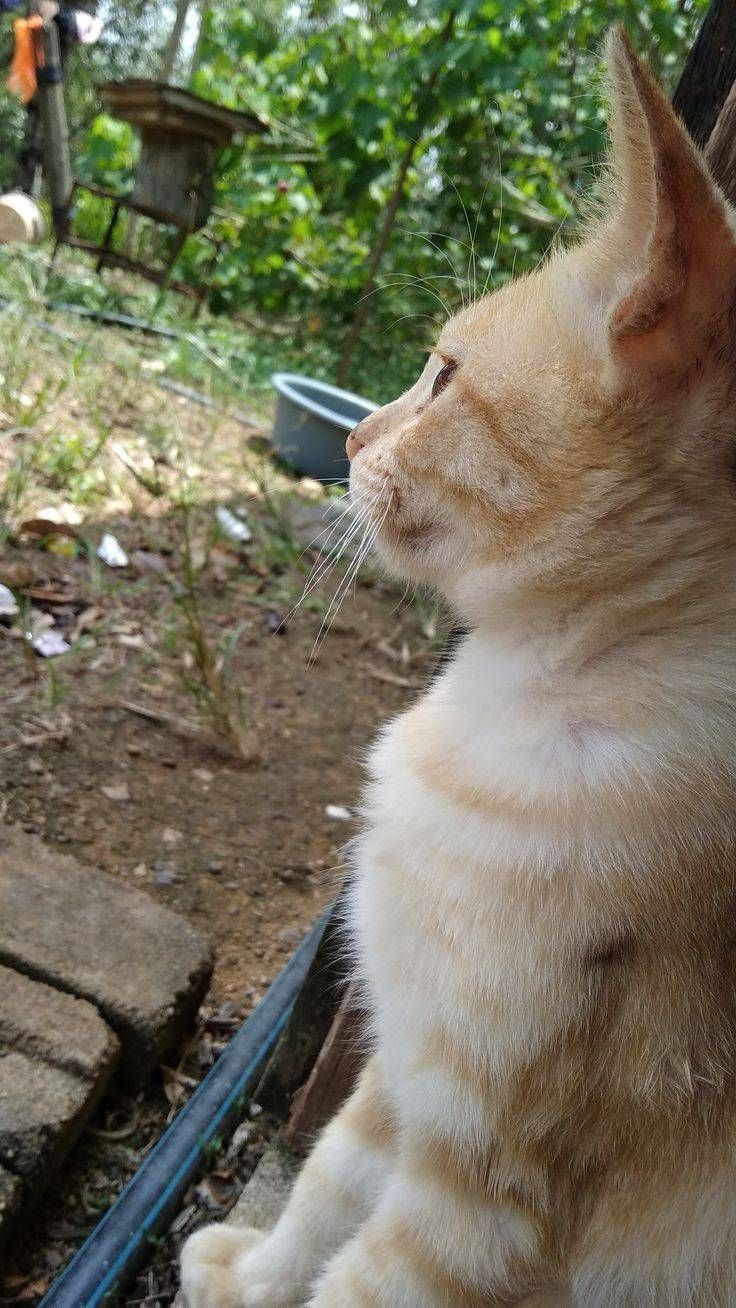 Hloo - Samsung Members