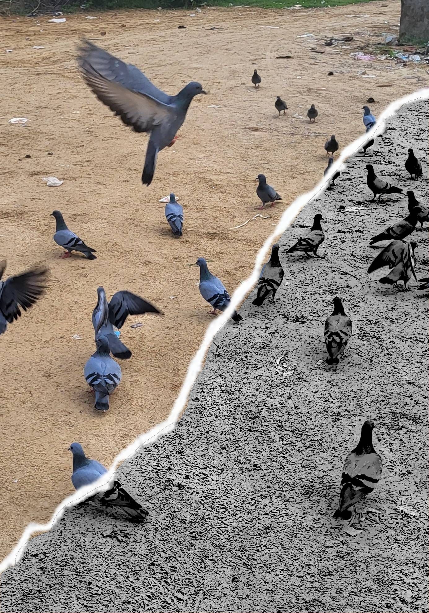 Two aspects of life: colourful and colorless🕊️ - Samsung Members