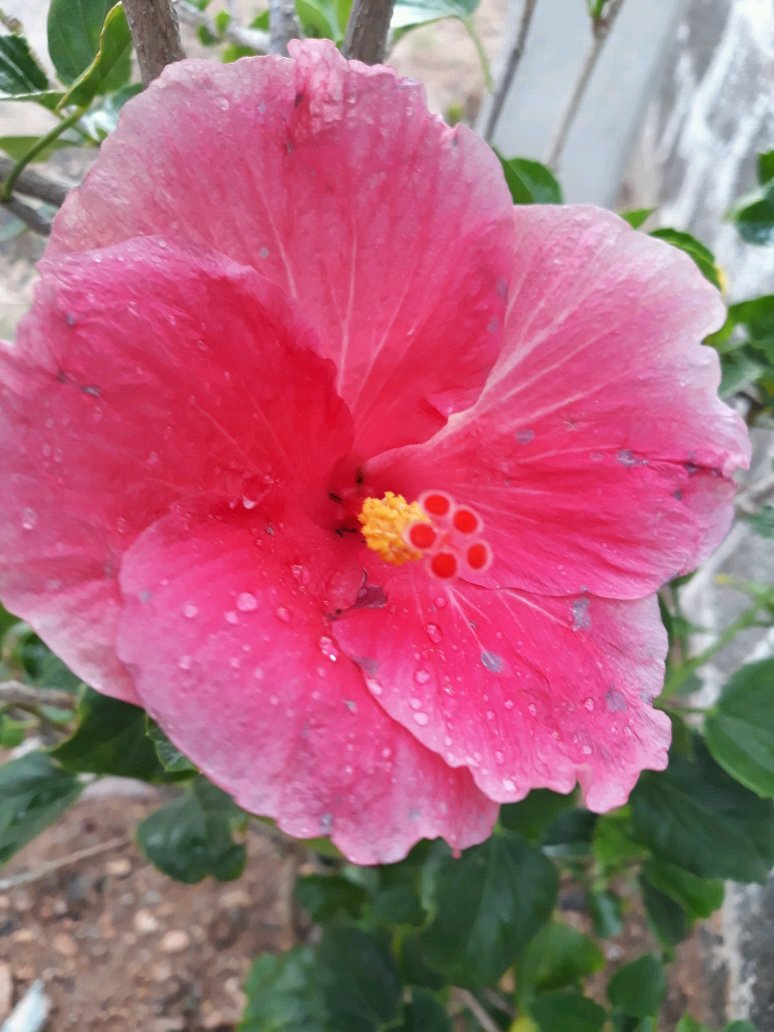 best click - Samsung Members