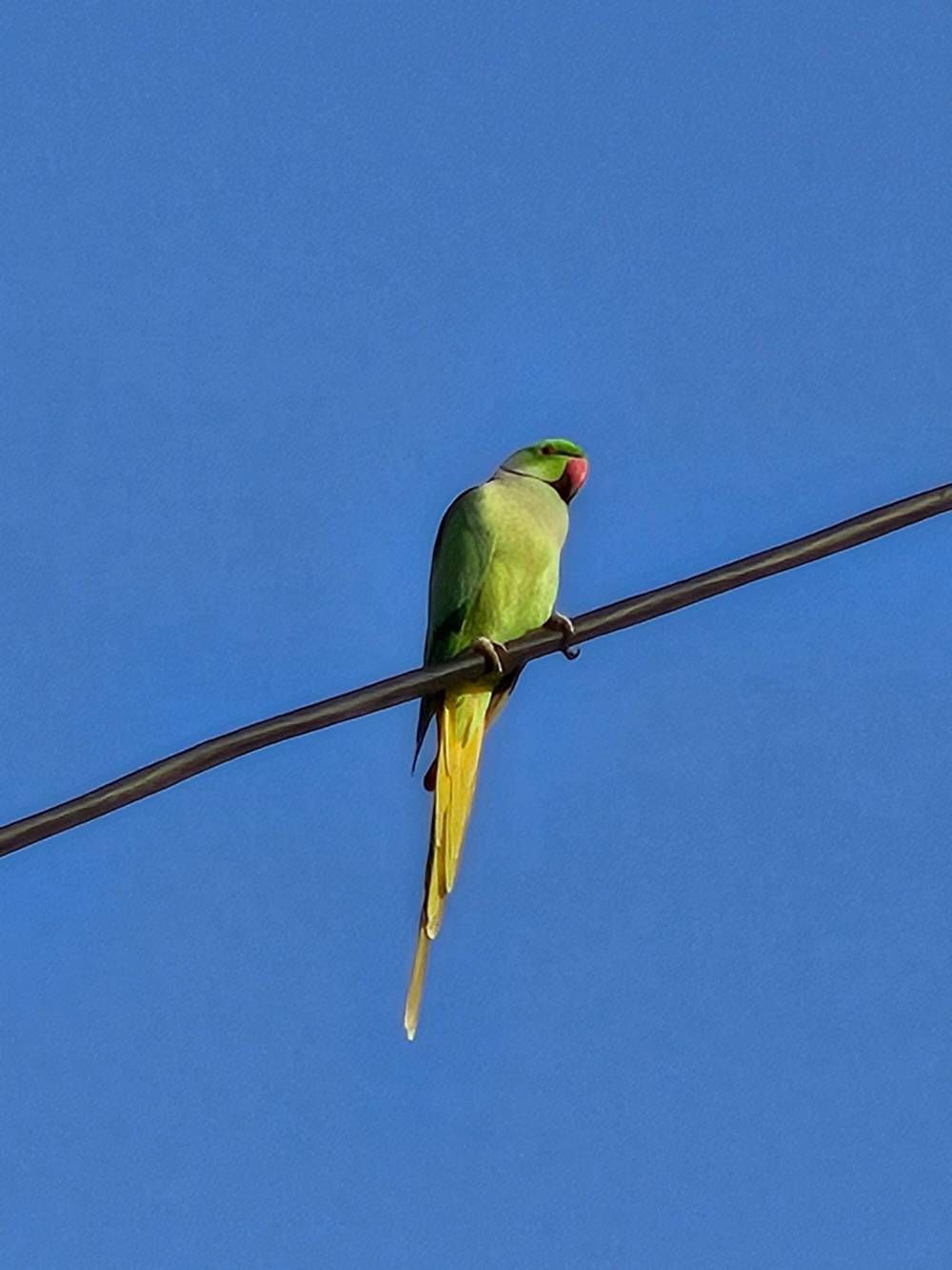 Parrot🦜 (zoom shot) - Samsung Members