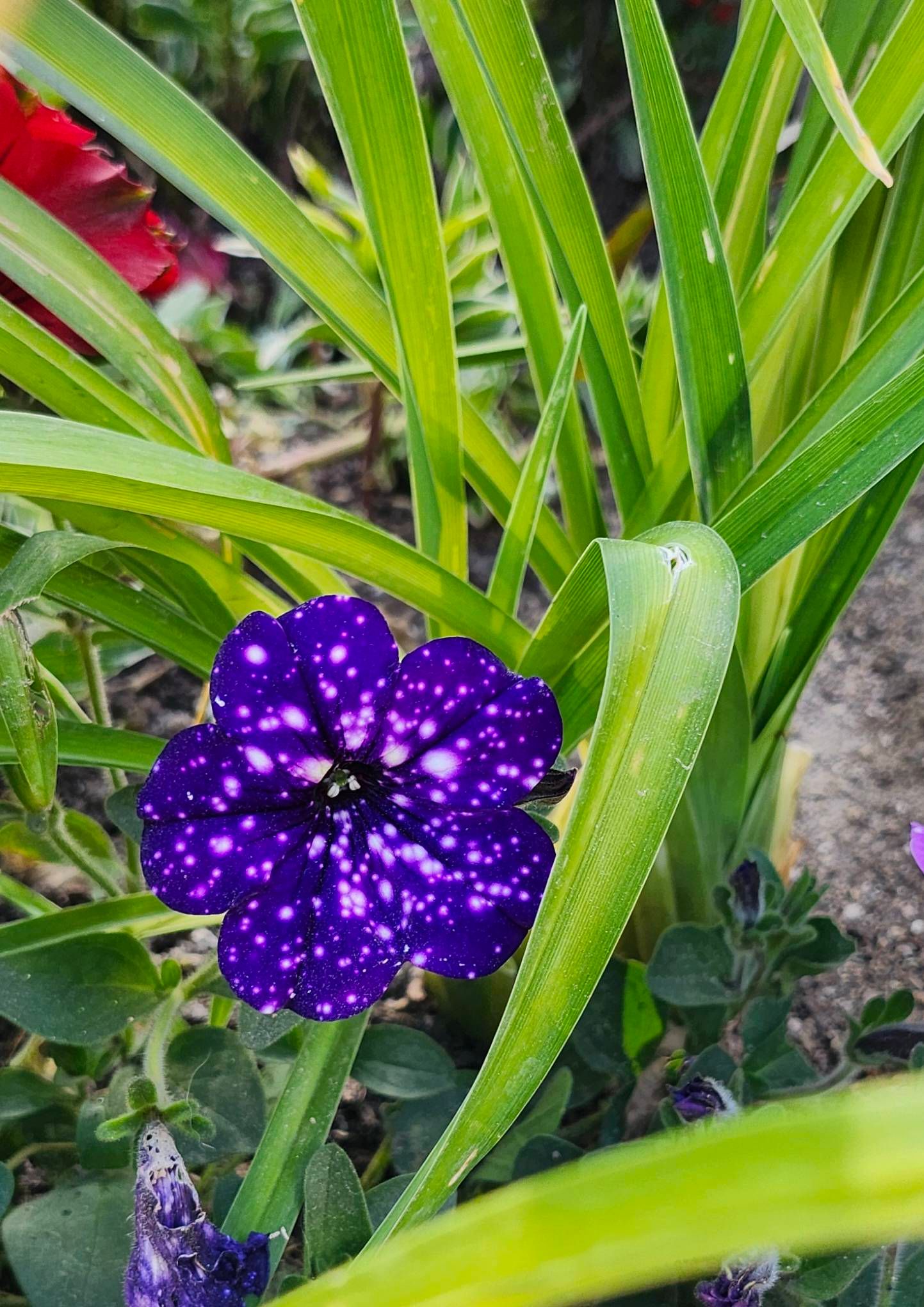 Starry Night Petunia in Bloom - Samsung Members