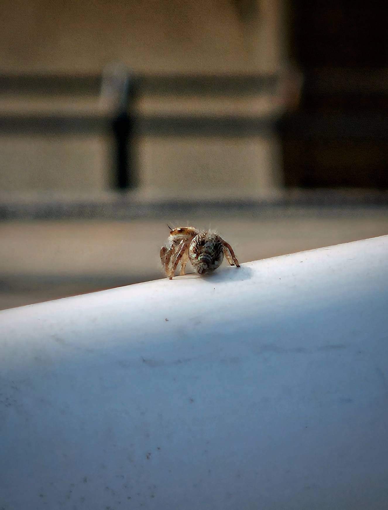 cute baby spider! - Samsung Members