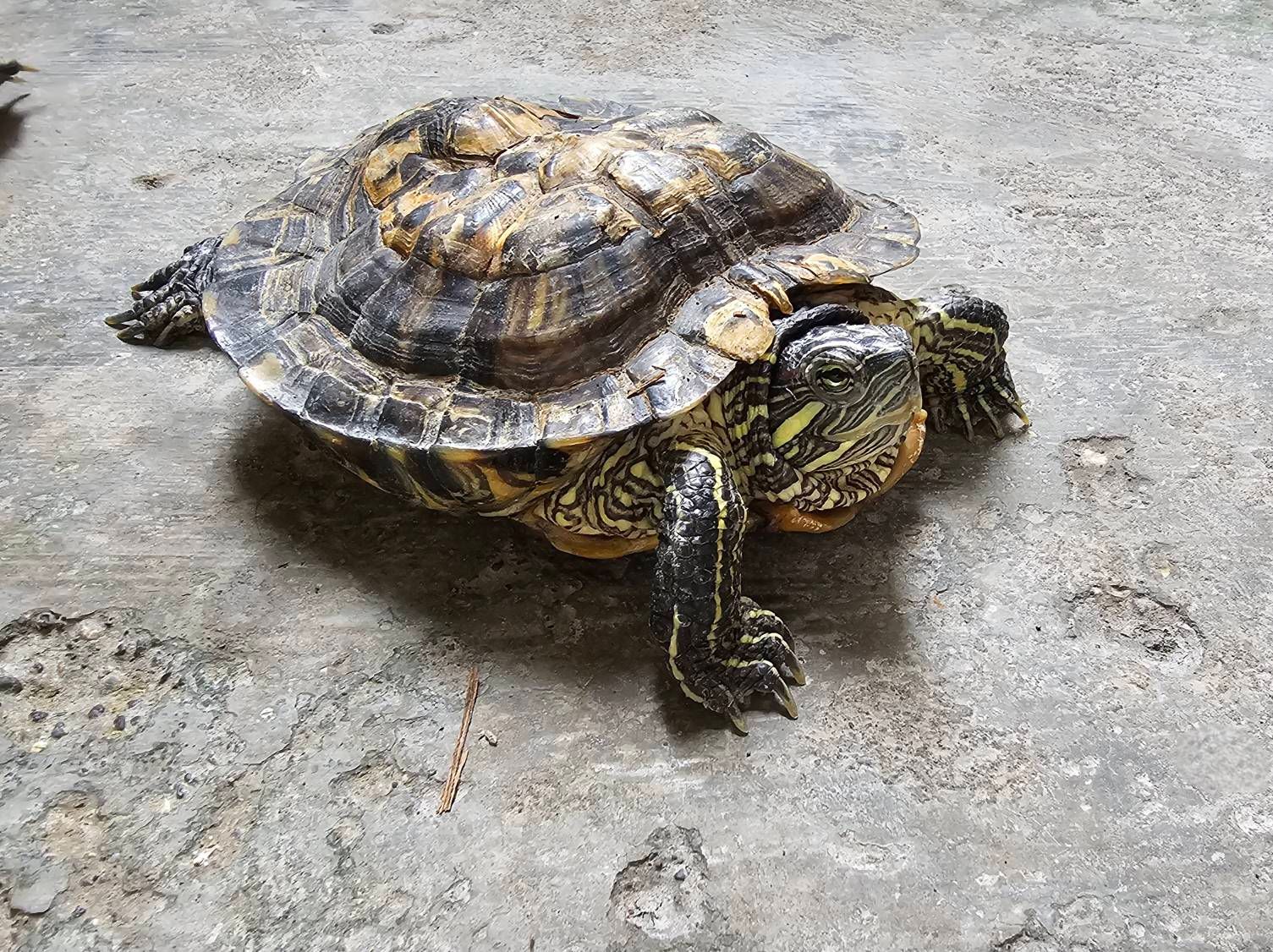 Turtle 🐢 Taken with S23 Ultra !! - Samsung Members