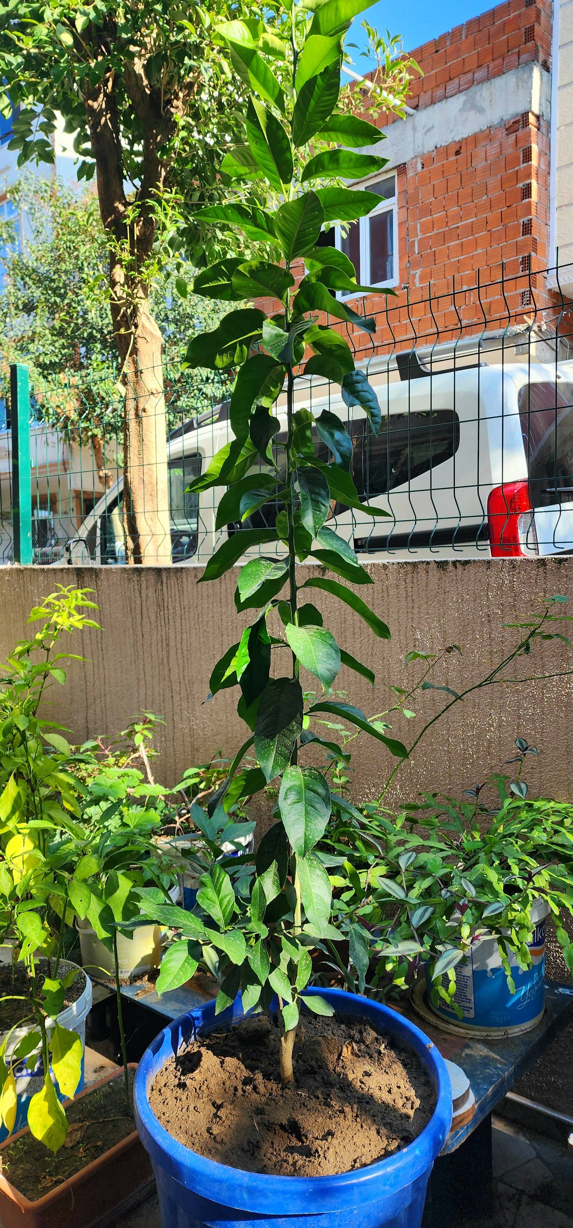 S22 ultra limon ağacı ve marul - Samsung Members