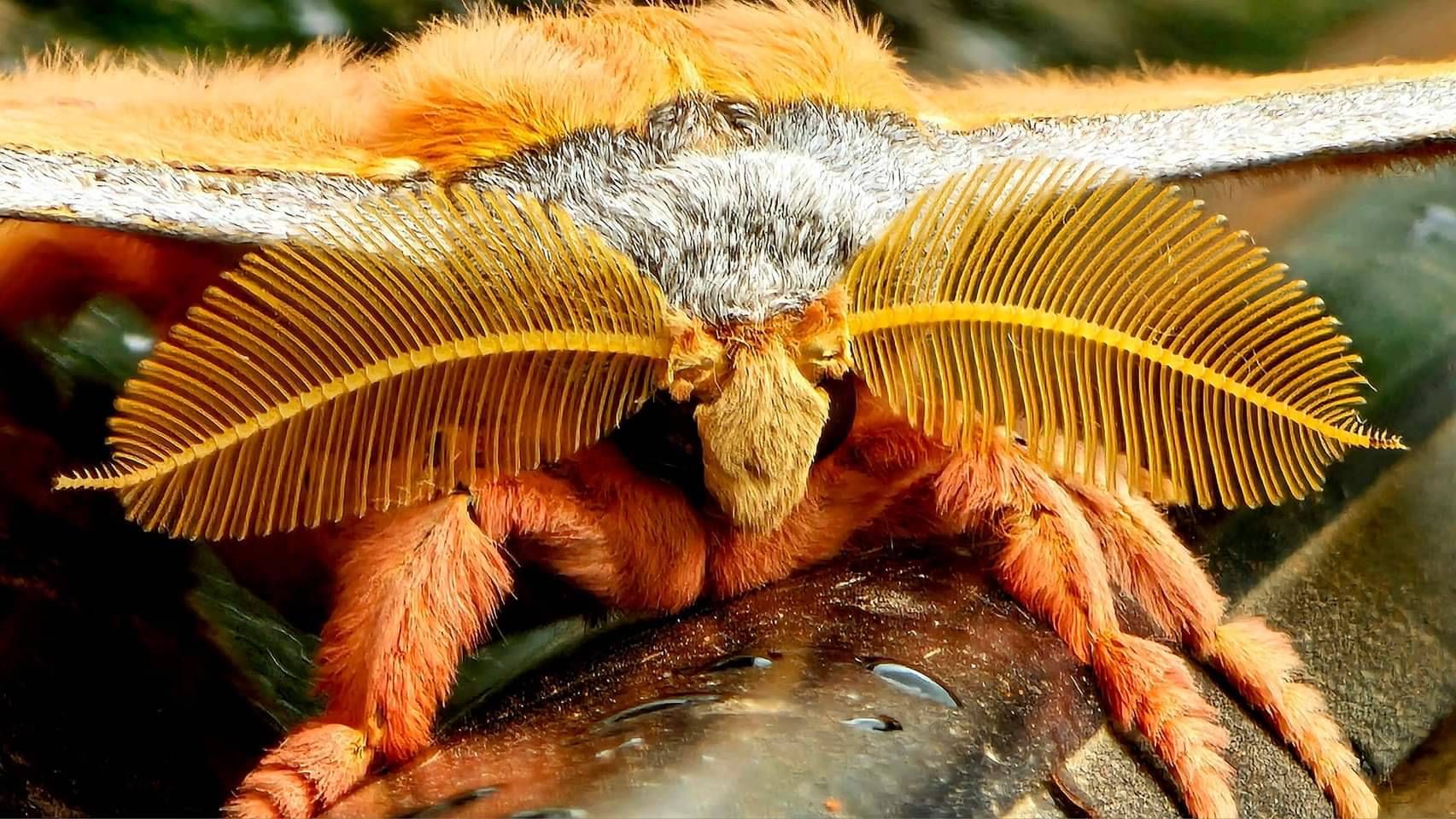 Japanese Silk Moth - Samsung Members