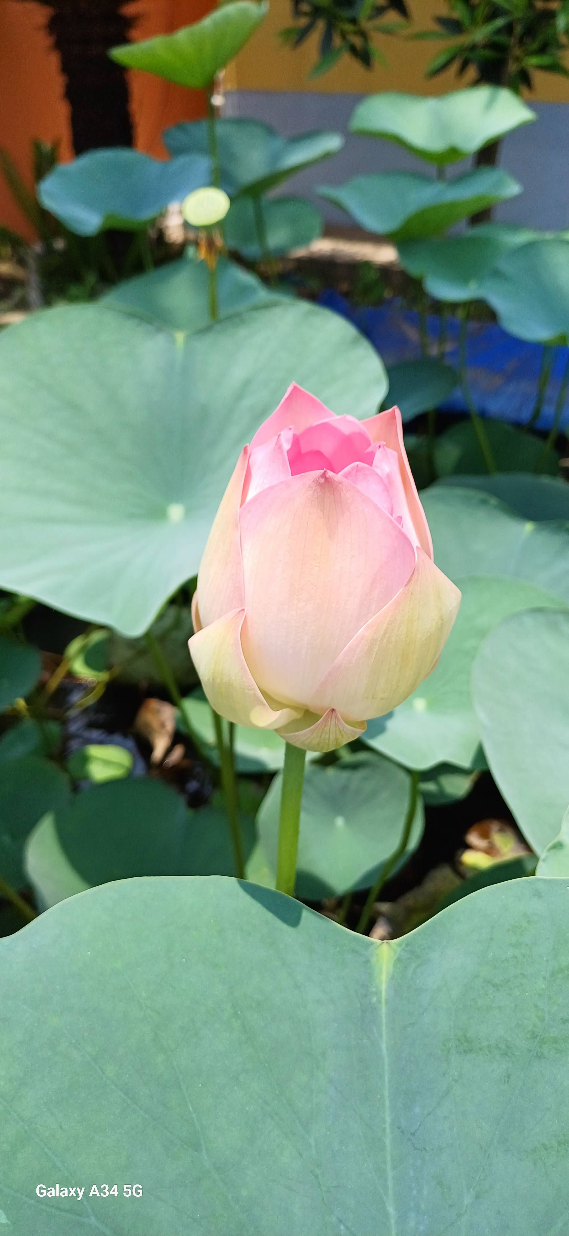 Blooming lotus - Samsung Members