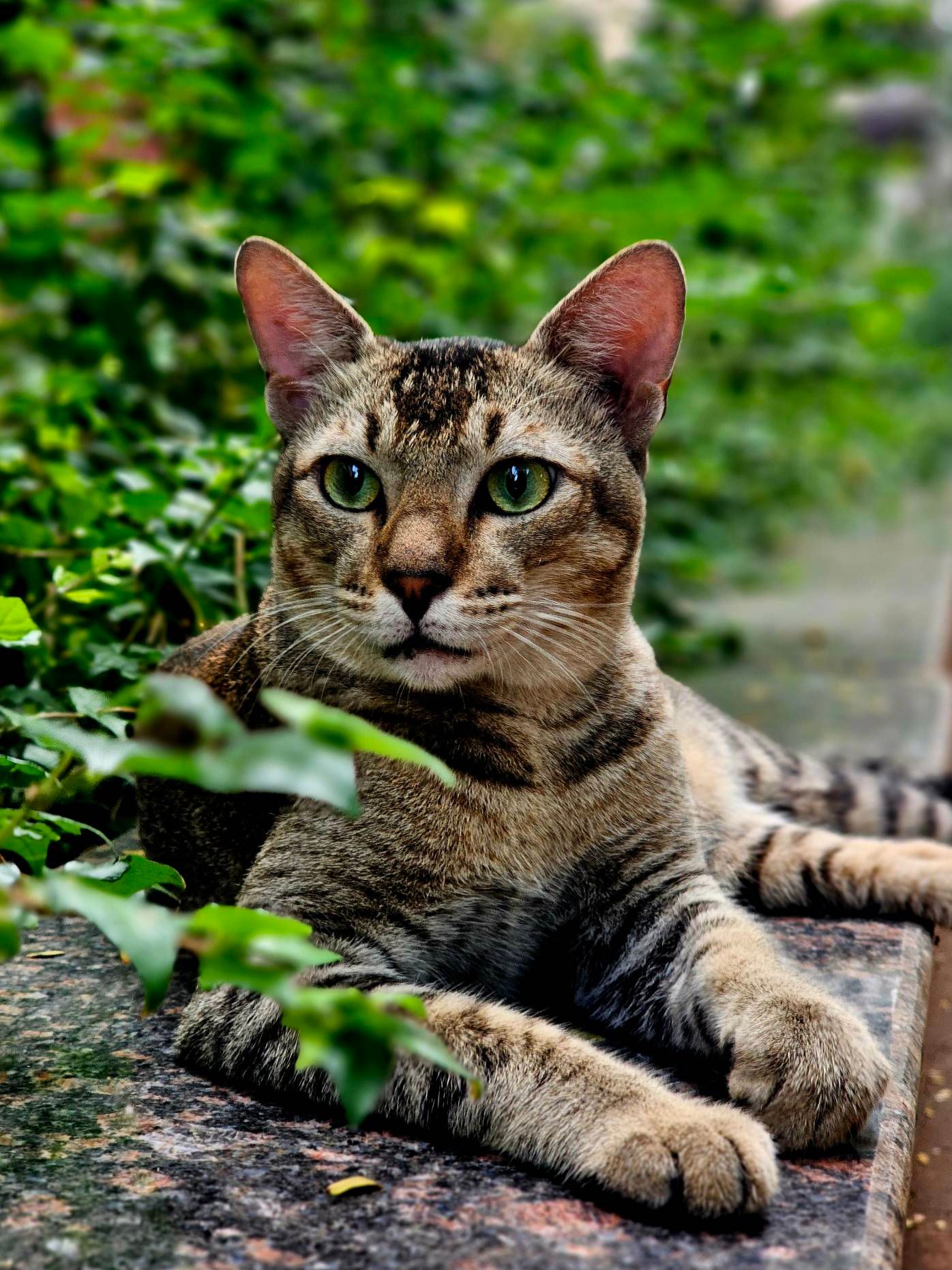 The Posing Cat - Samsung Members