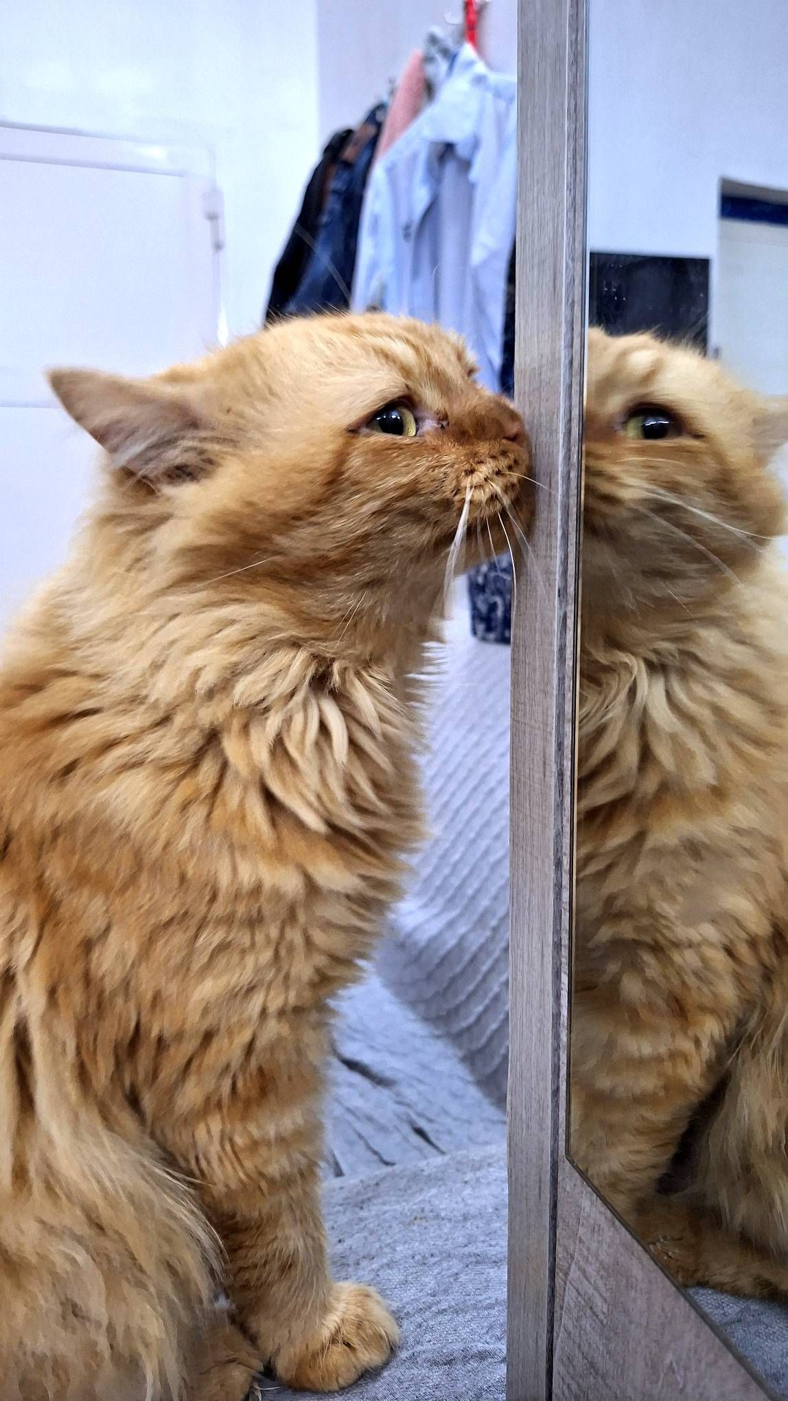 Perfect click - Samsung Members