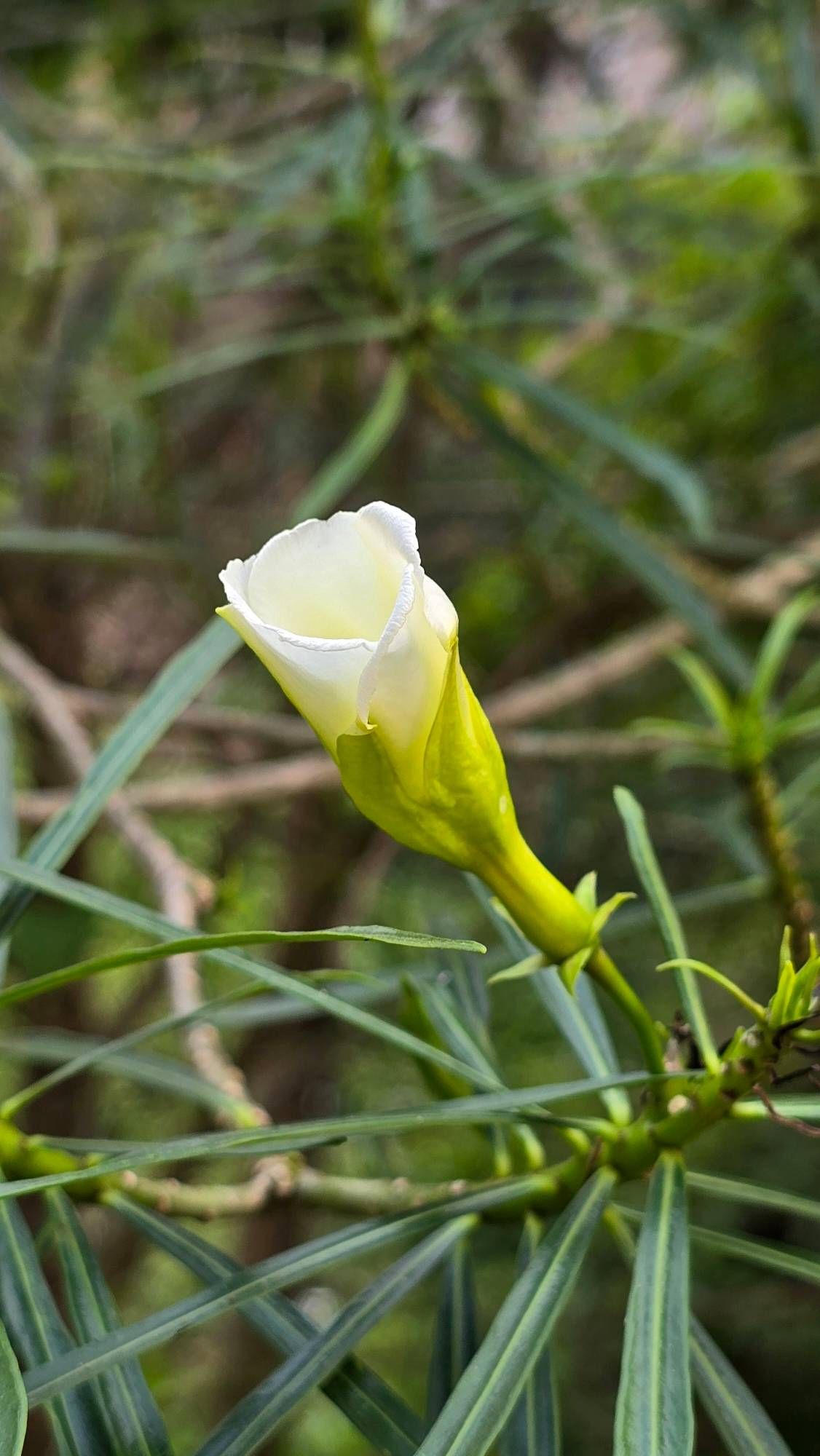 Click! - Samsung Members