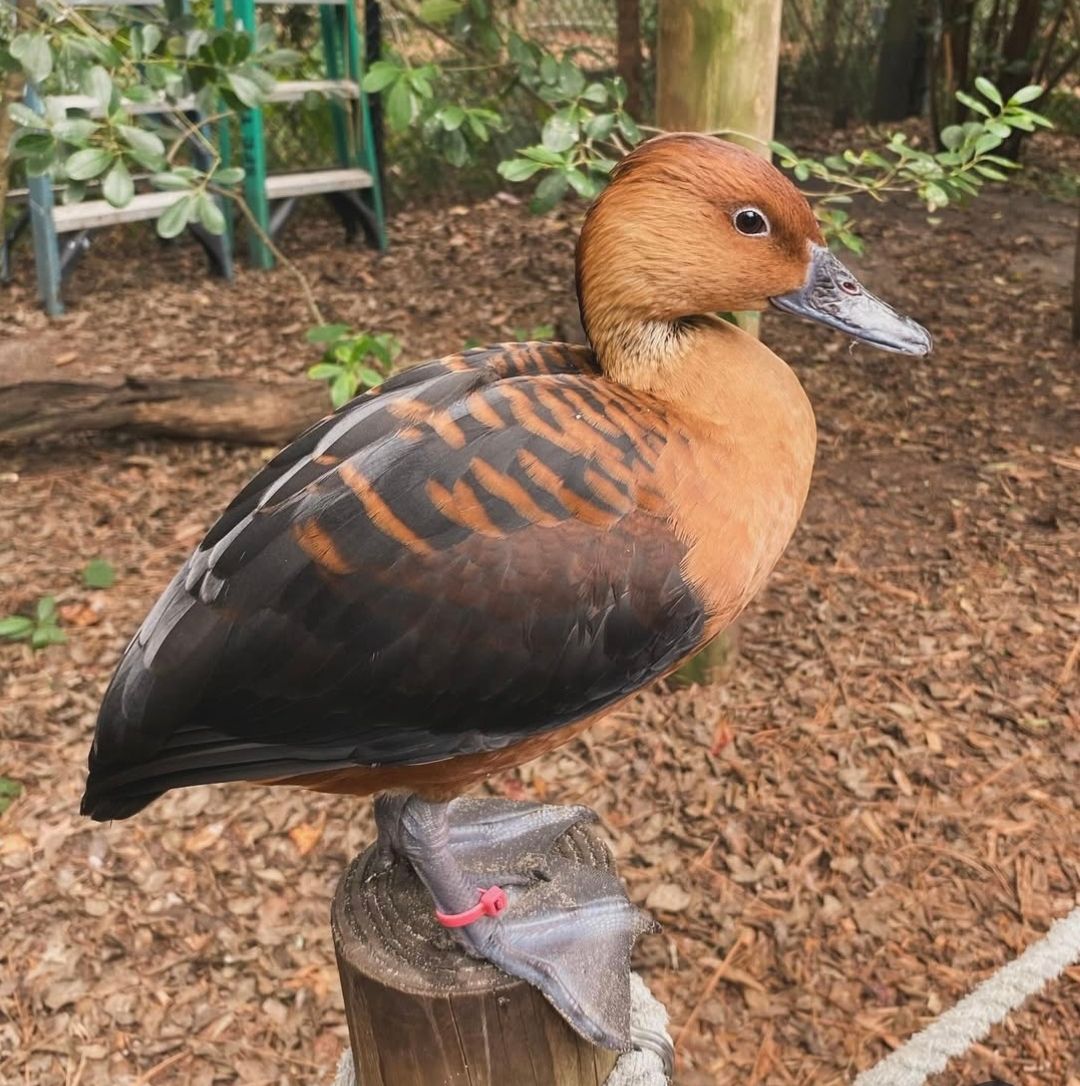 Duck Duck Duck 😁 - Samsung Members