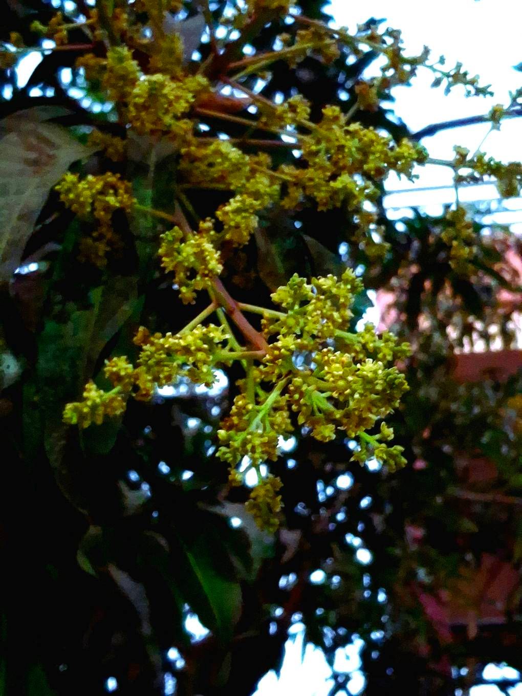Even Mango blossam are cheering up!!! Shot on Sams... - Samsung Members