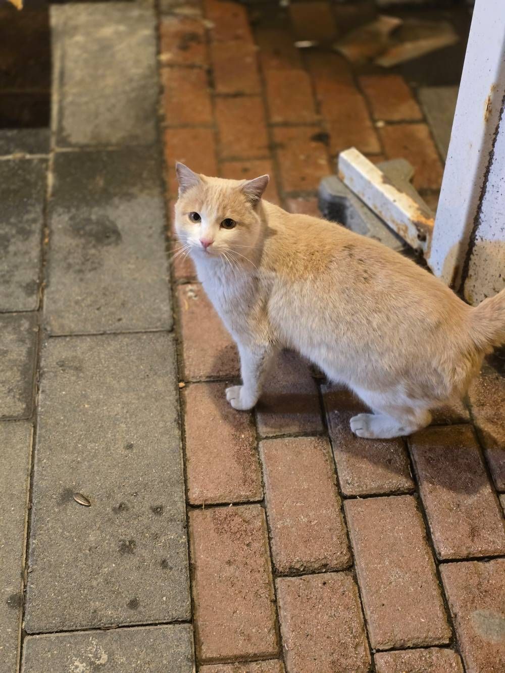 S24 Ultra Portre 📸 - Samsung Members