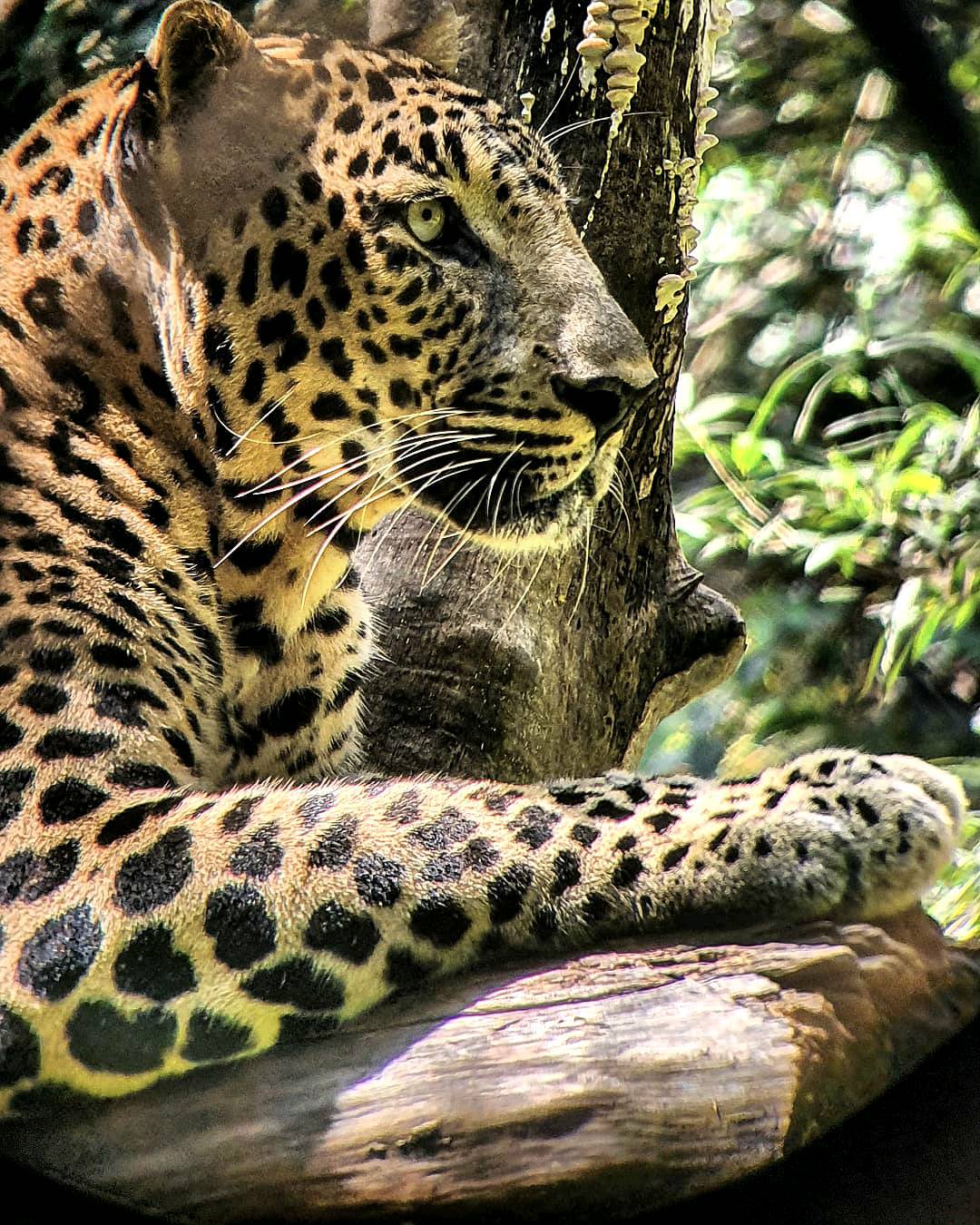 Panthera Pardus - Samsung Members