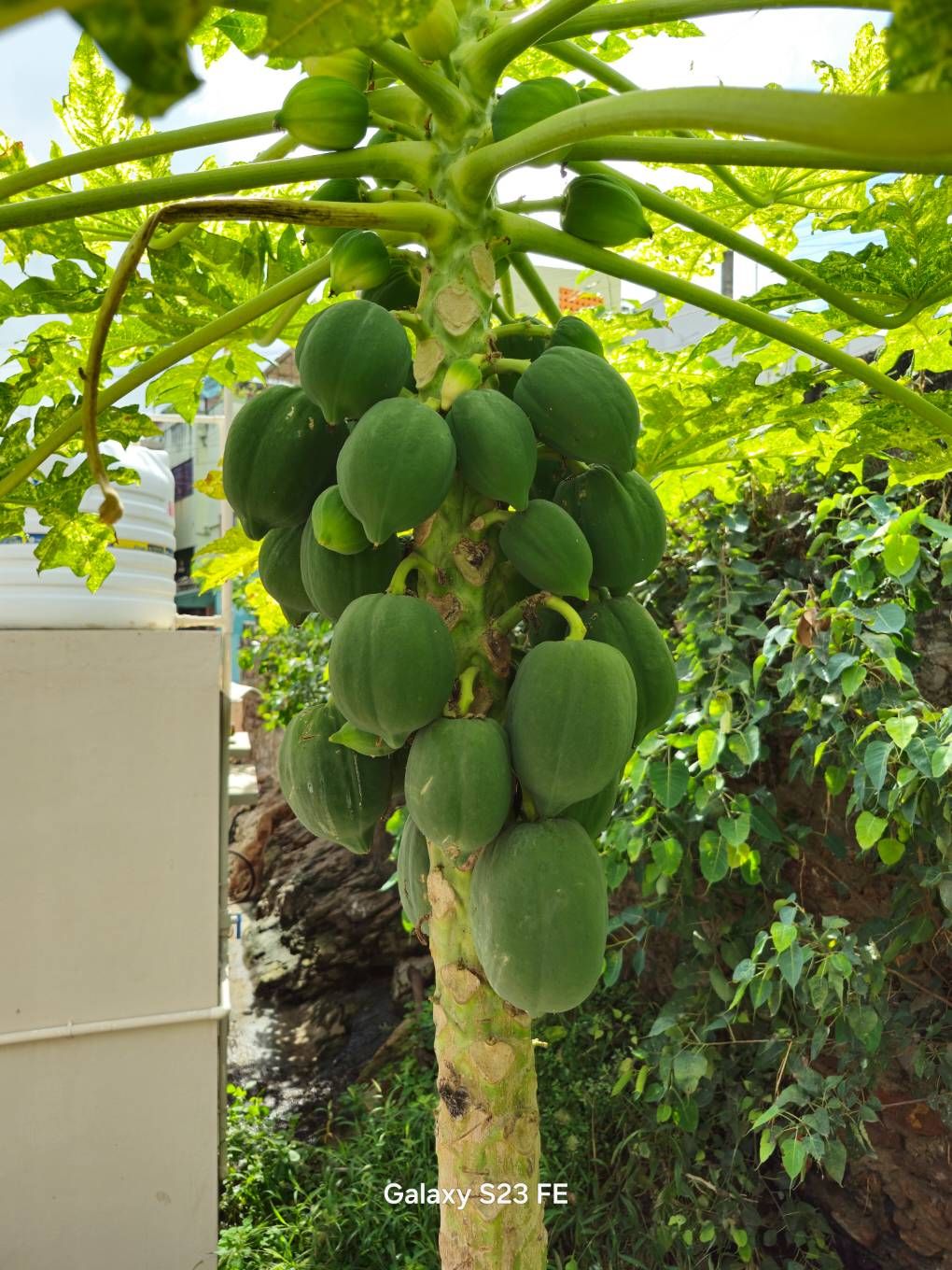 S23FE Camera Samples - Samsung Members