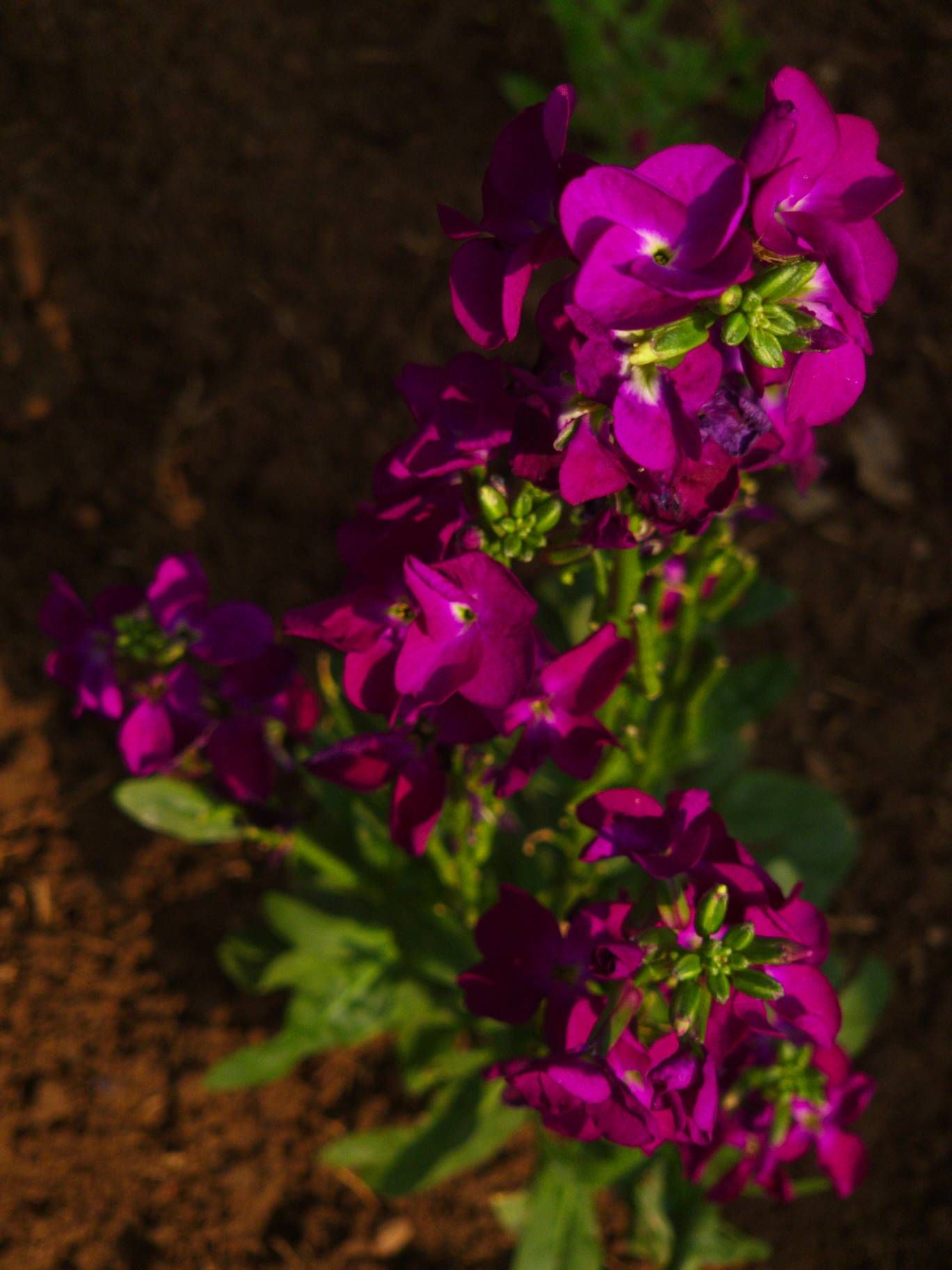 Time pass zone - Samsung Members