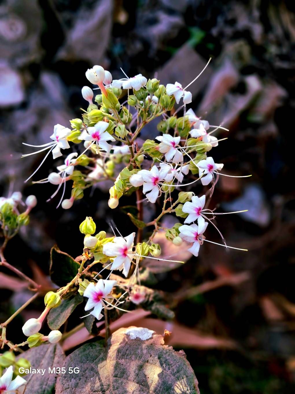 Ghetu flower 🌺 - Samsung Members