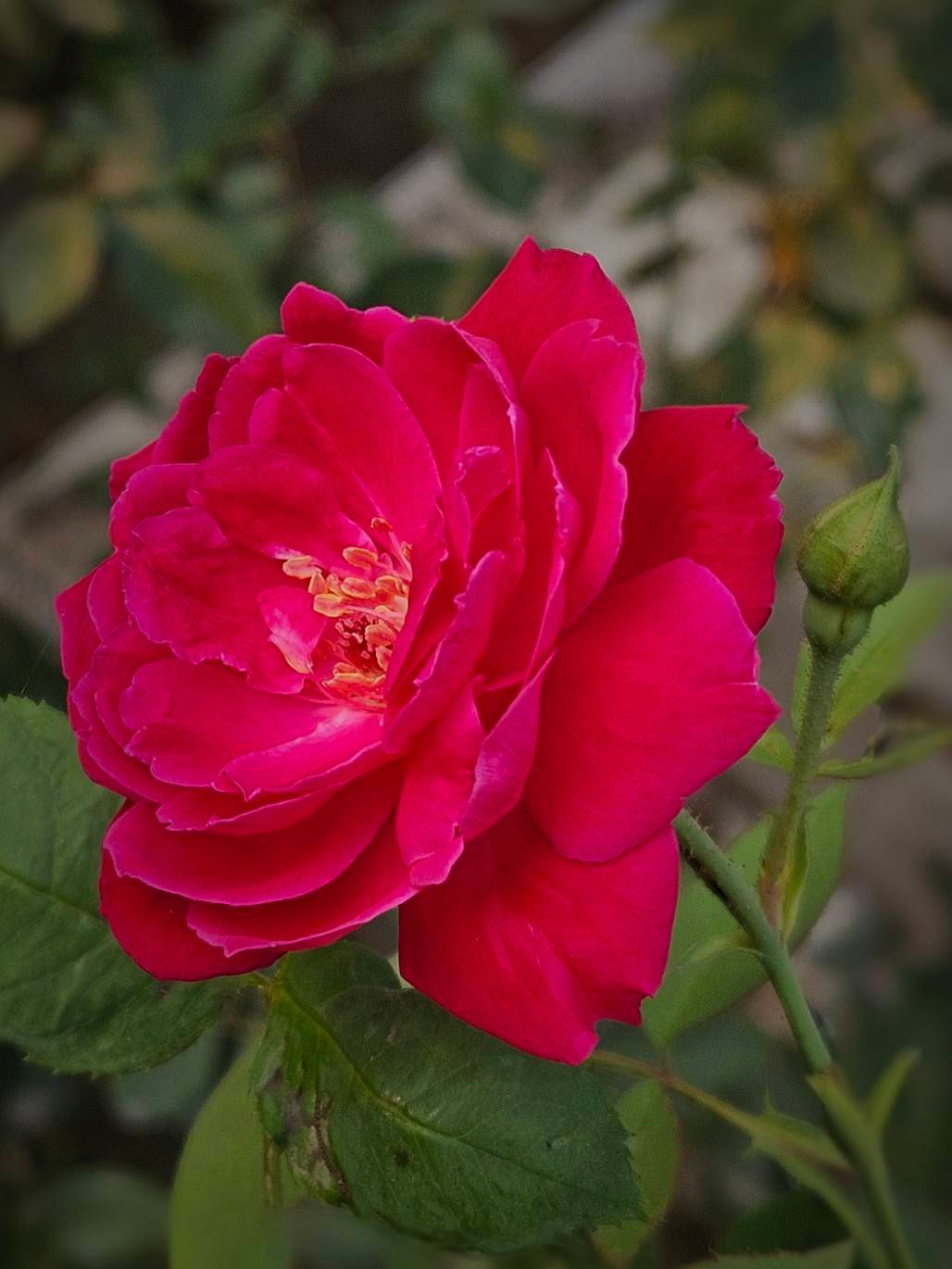 Magic of Vignette filter ️ - Samsung Members