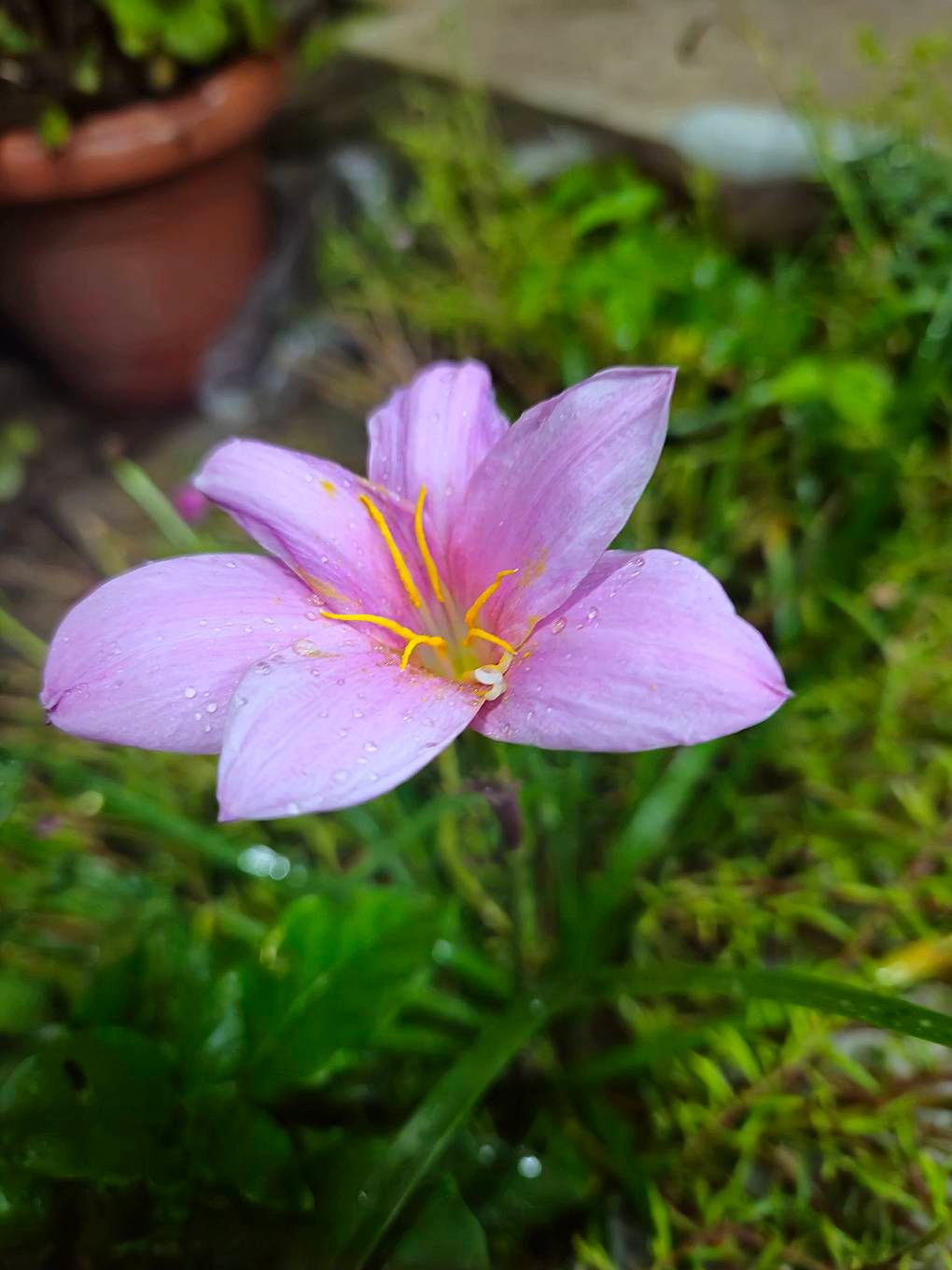 Pink Lily in Focus - Shot on Galaxy S23 - Samsung Members