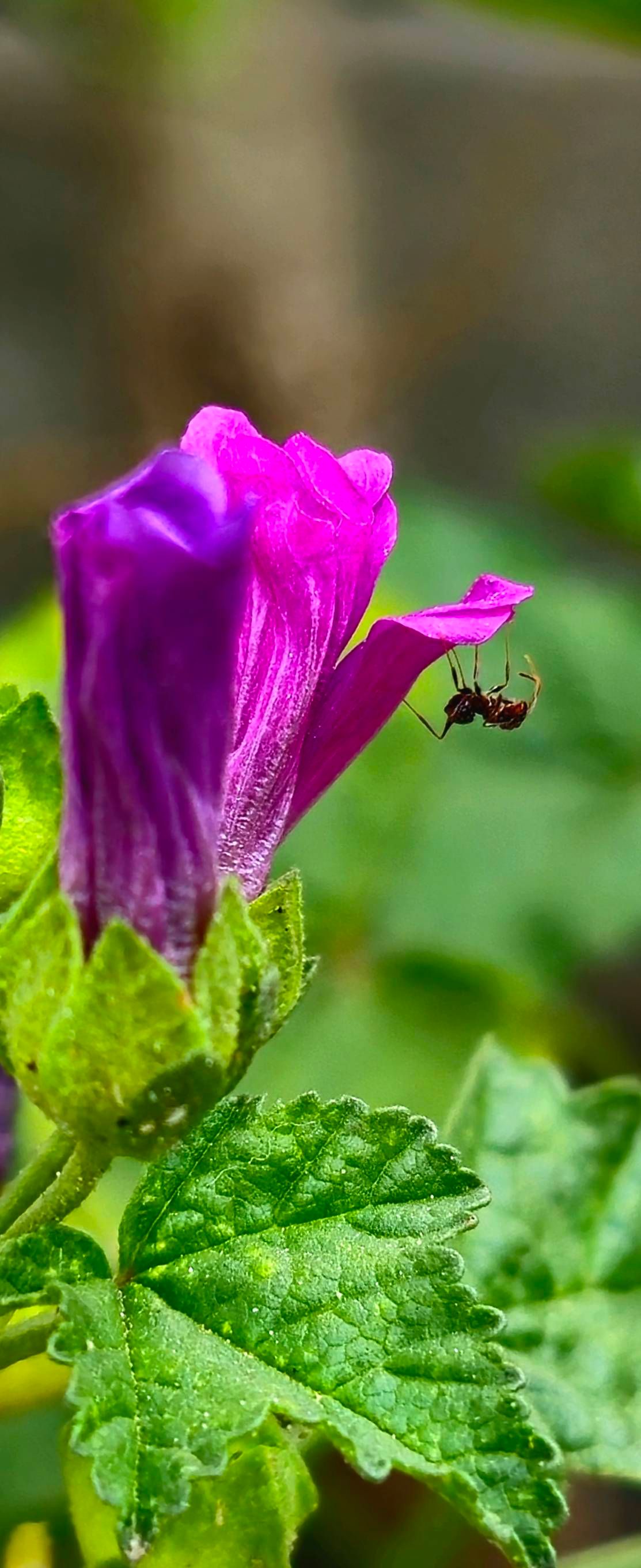 The Ant Story. - Samsung Members