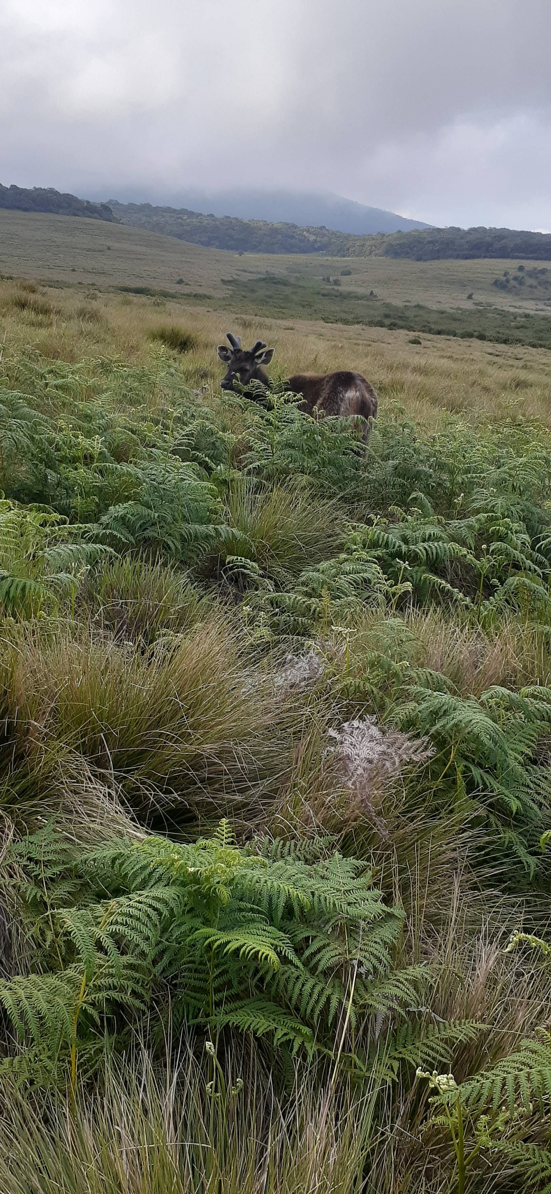 Animals - Samsung Members