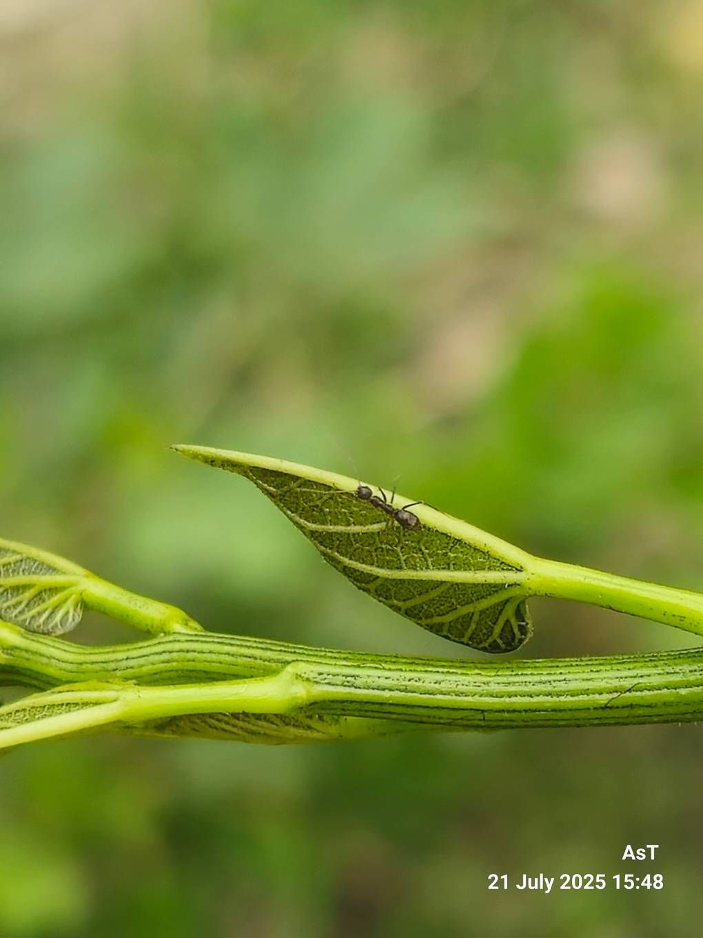 Random Shots 210725 - Samsung Members