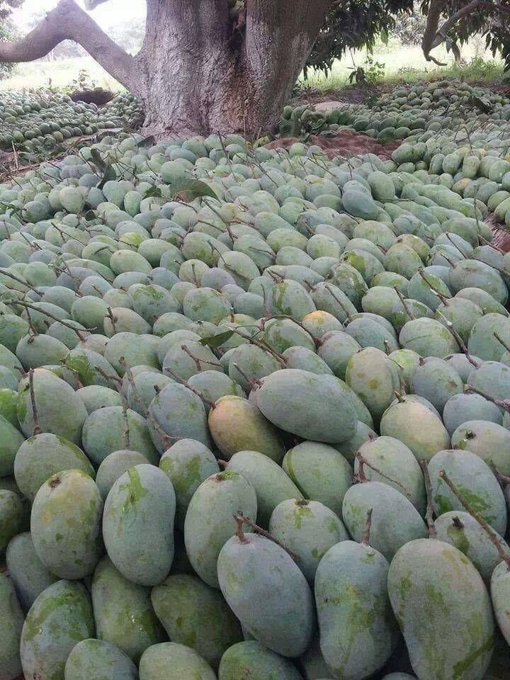 Galaxy baddy 2 Mangoes are very tasty🤤 - Samsung Members