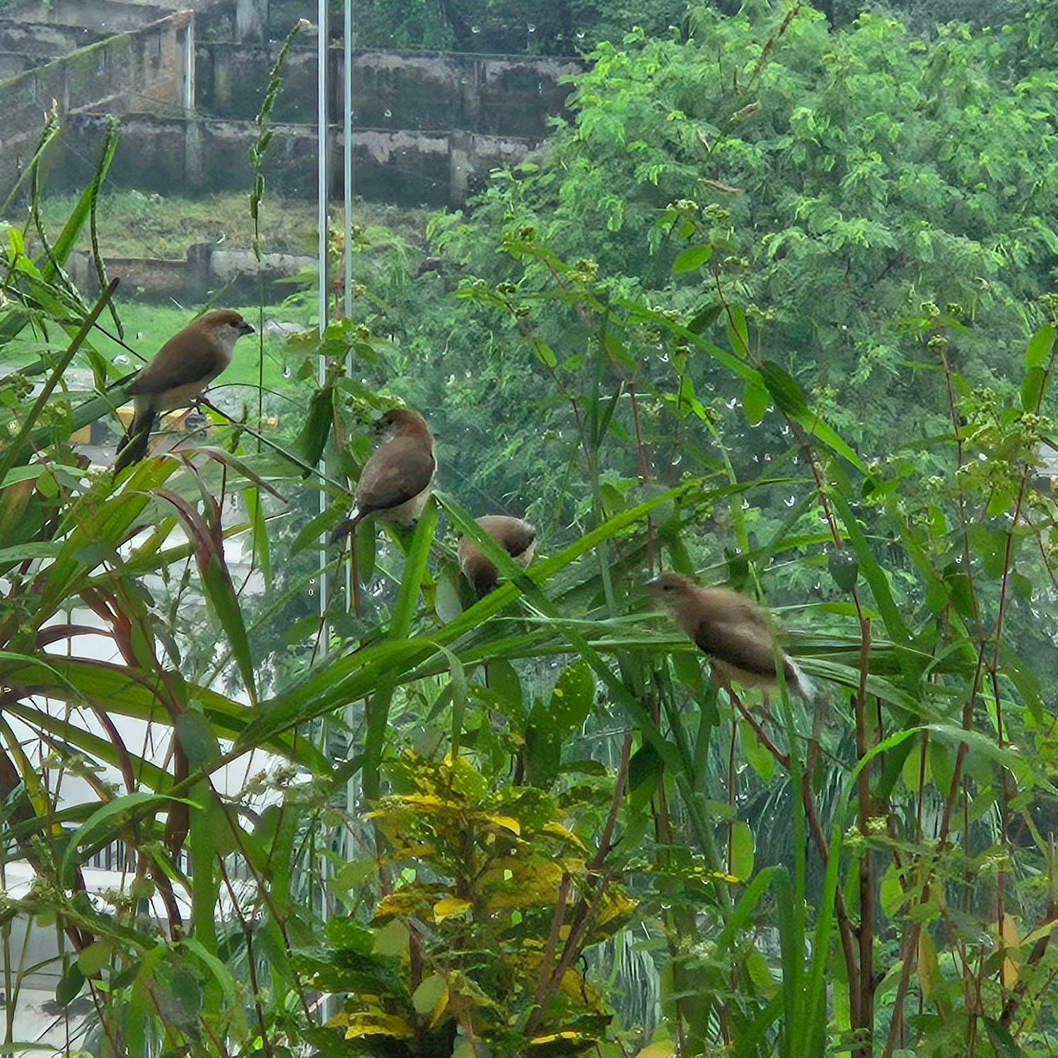 S23 #bird - Samsung Members